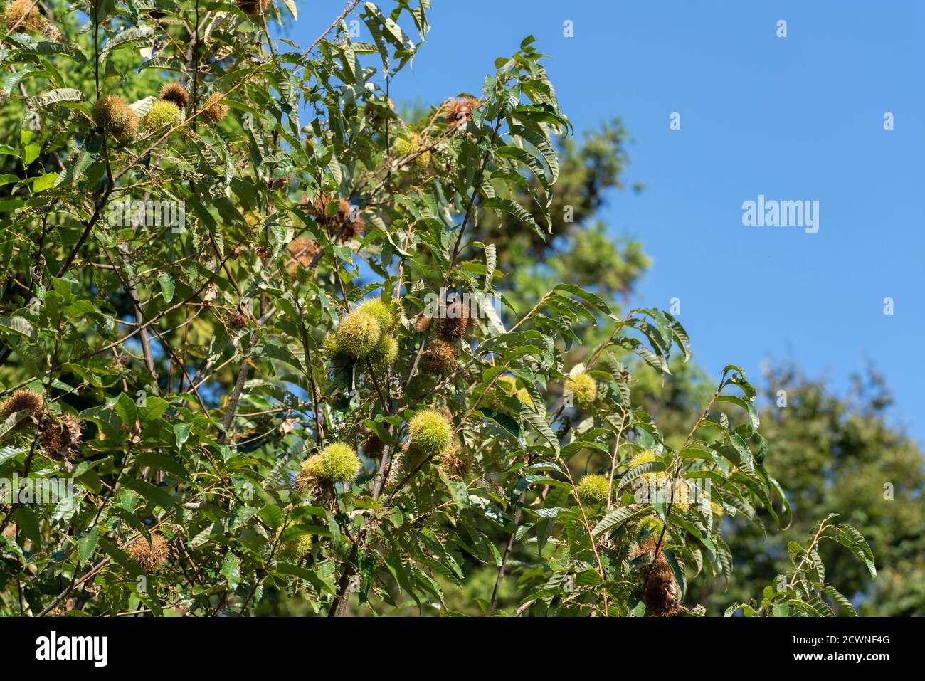 Japanese chestnut on tree in September, Isehara City, Kanagawa ...