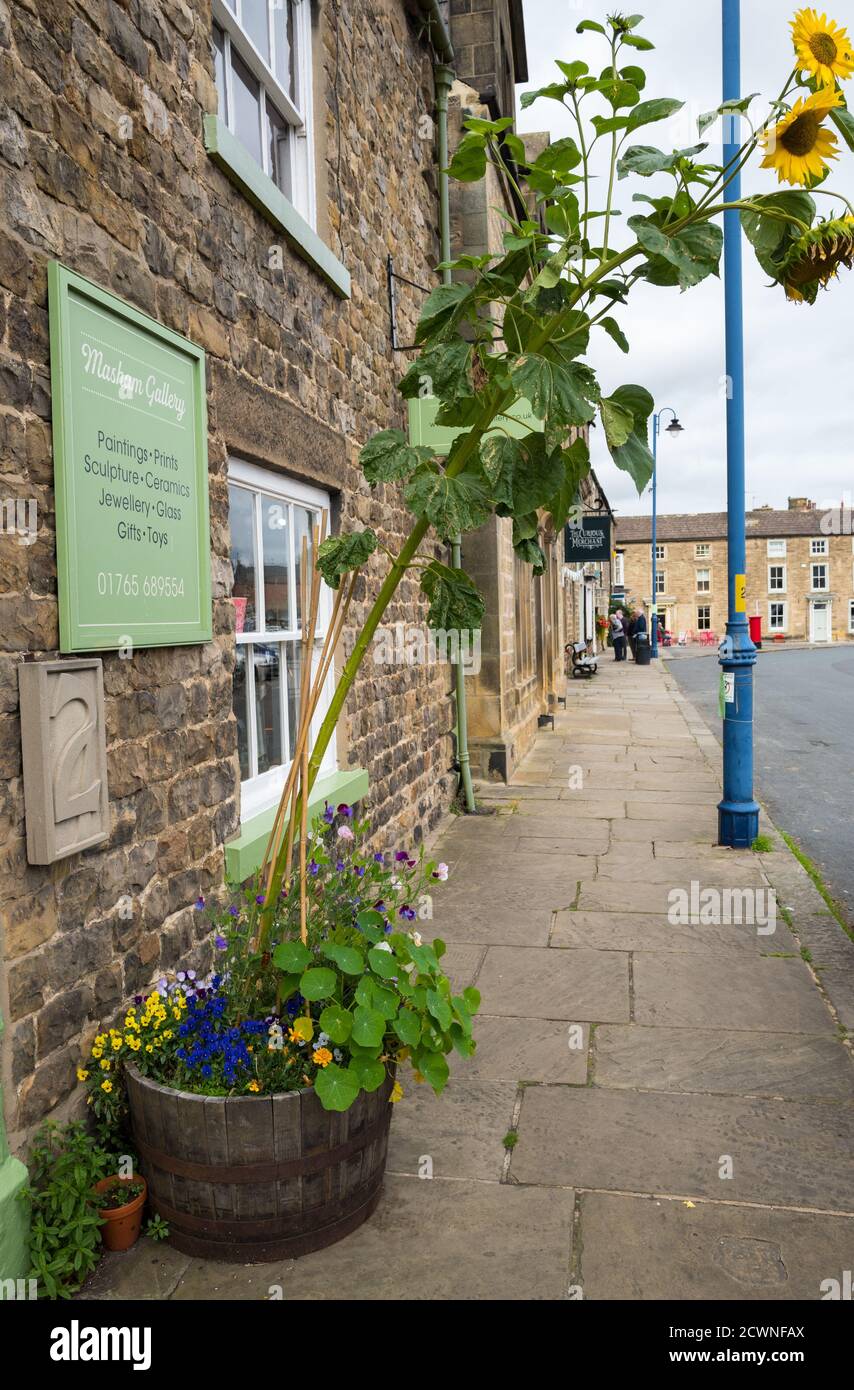 Tall Sunflower in a wooden plant pot ouside the Masham Gallery, Masham ...