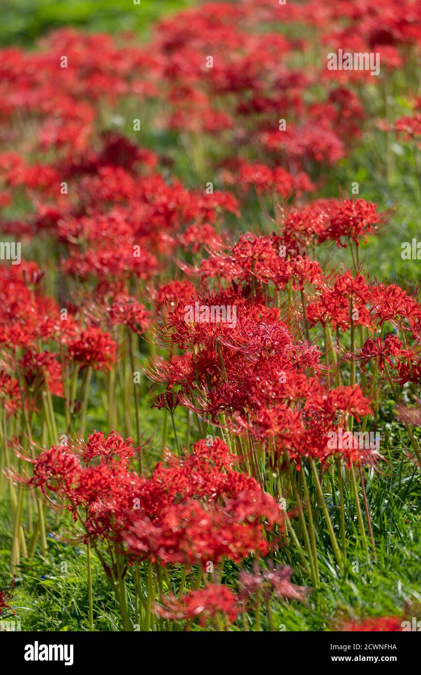 Red spider lily (Lycoris radiata), Isehara City, Kanagawa Prefecture ...