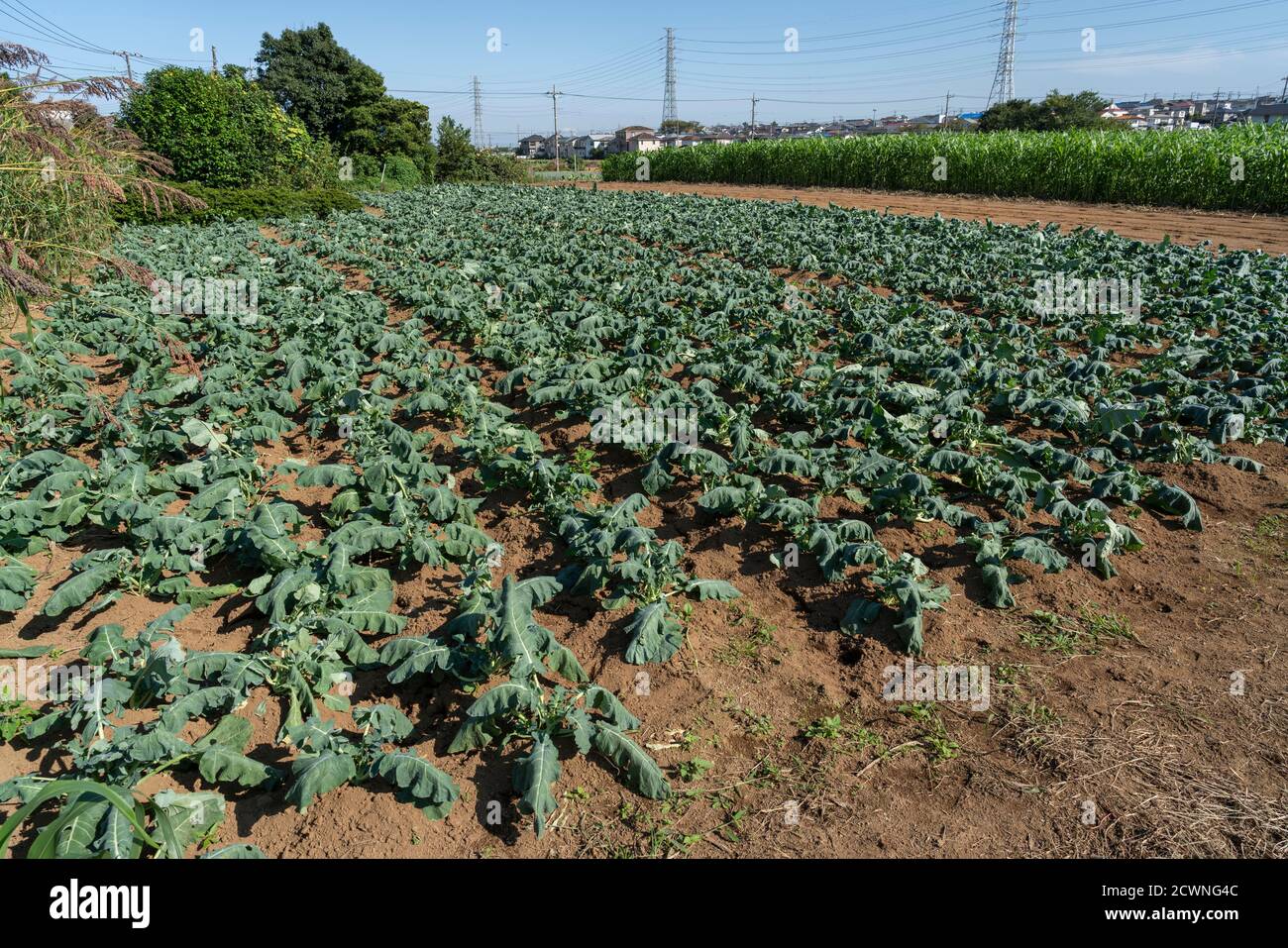 Japanese Daikon radish field, Isehara City, Kanagawa Prefecture, Japan ...