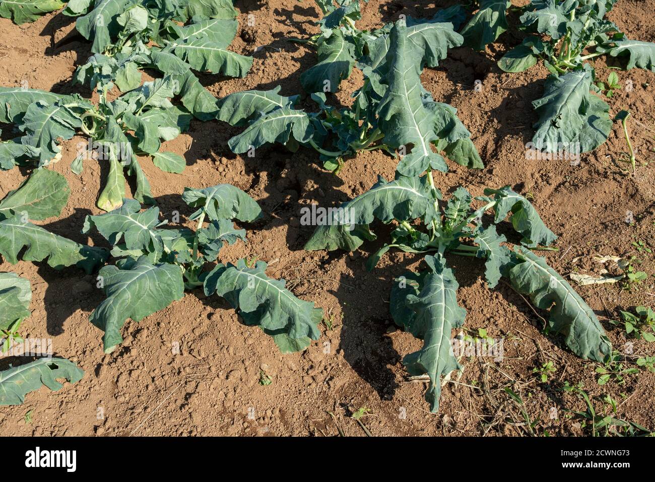 Japanese Daikon radish field, Isehara City, Kanagawa Prefecture, Japan ...