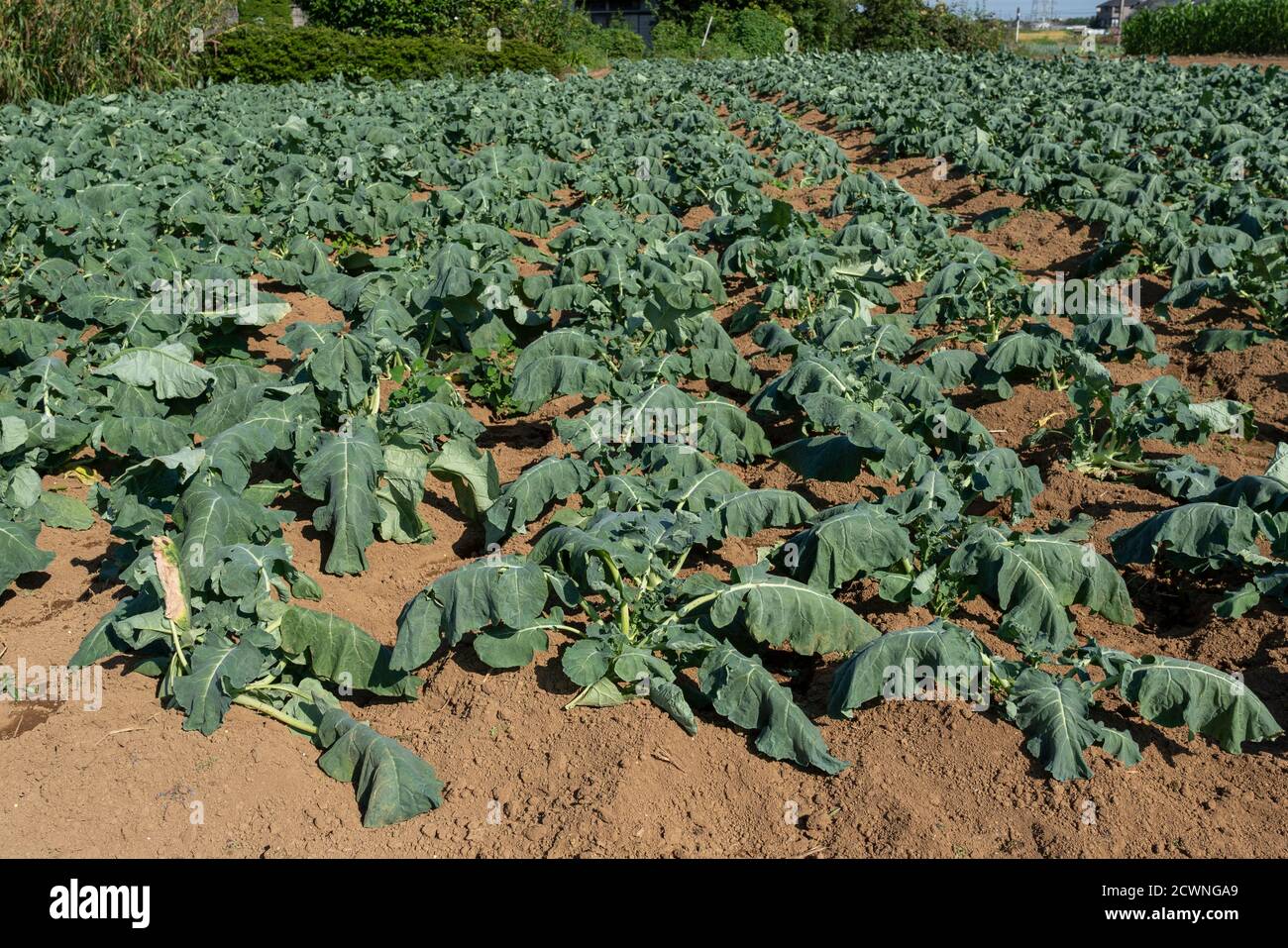 Japanese Daikon radish field, Isehara City, Kanagawa Prefecture, Japan ...