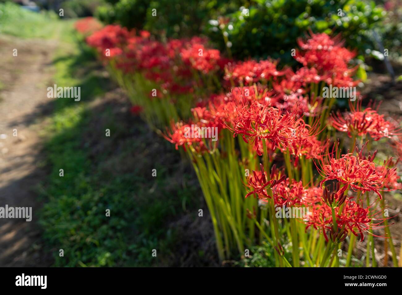 Red spider lily (Lycoris radiata), Isehara City, Kanagawa Prefecture ...