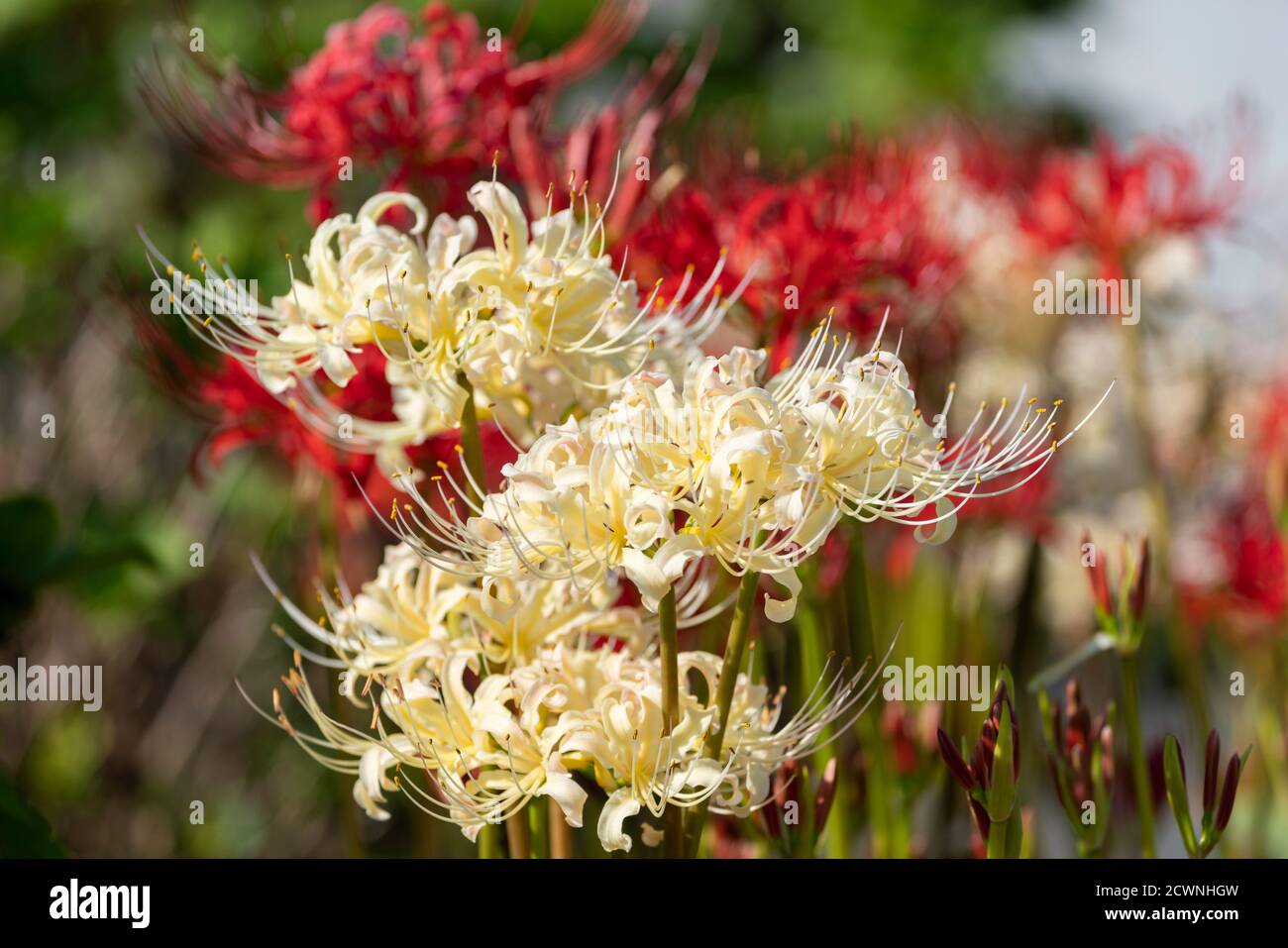 Red spider lily (Lycoris radiata), Isehara City, Kanagawa Prefecture ...