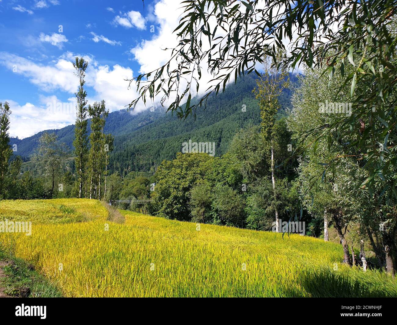 Green vegetable field landscape nature huge beautiful hills and long ...