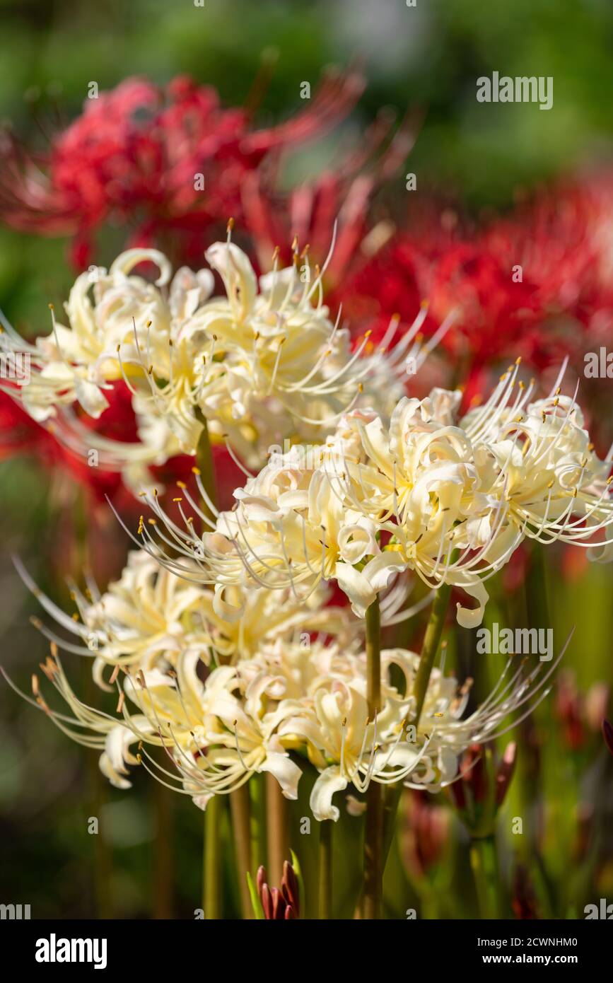 Red spider lily (Lycoris radiata), Isehara City, Kanagawa Prefecture ...