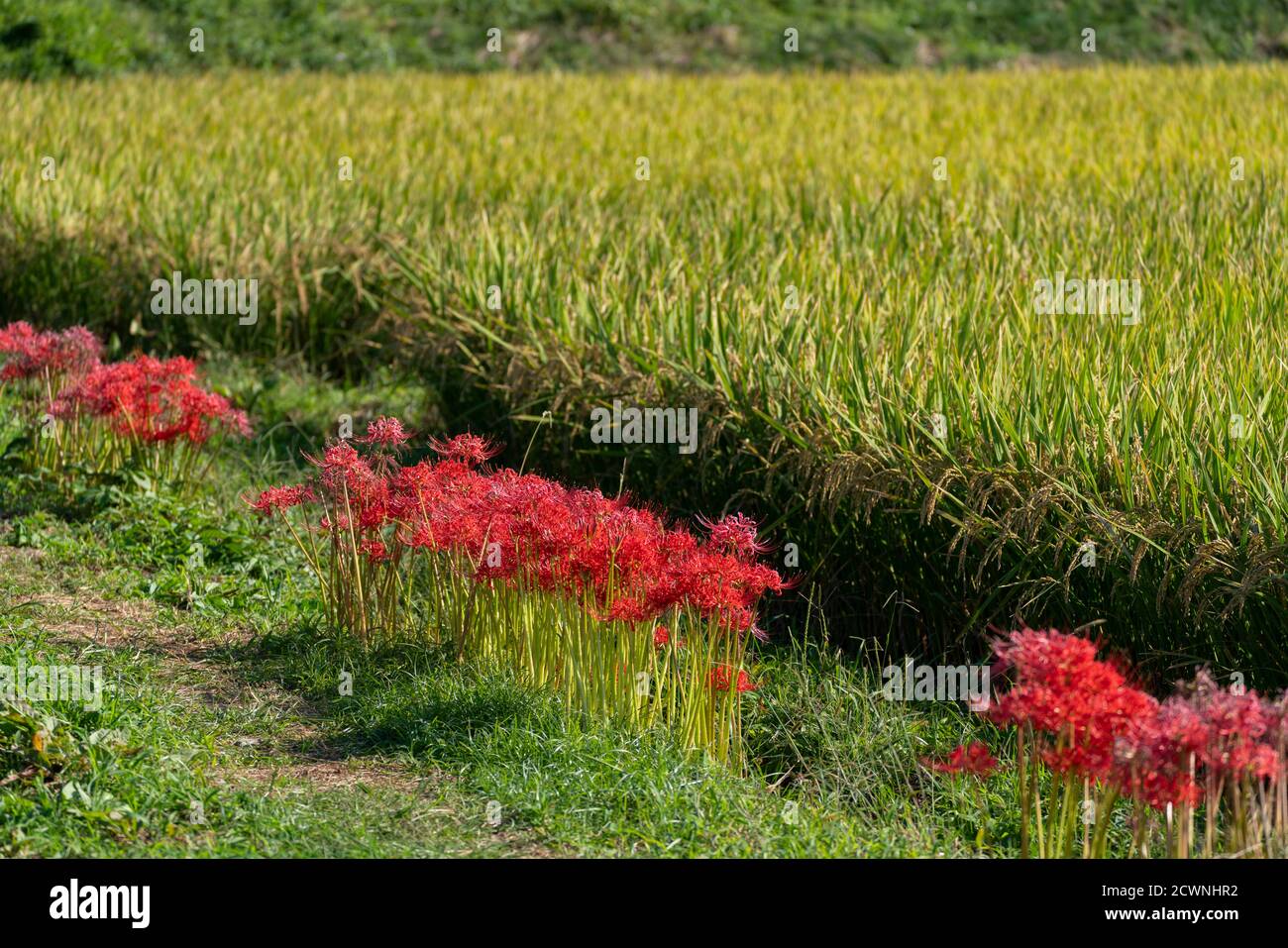 Red spider lily (Lycoris radiata), Isehara City, Kanagawa Prefecture ...
