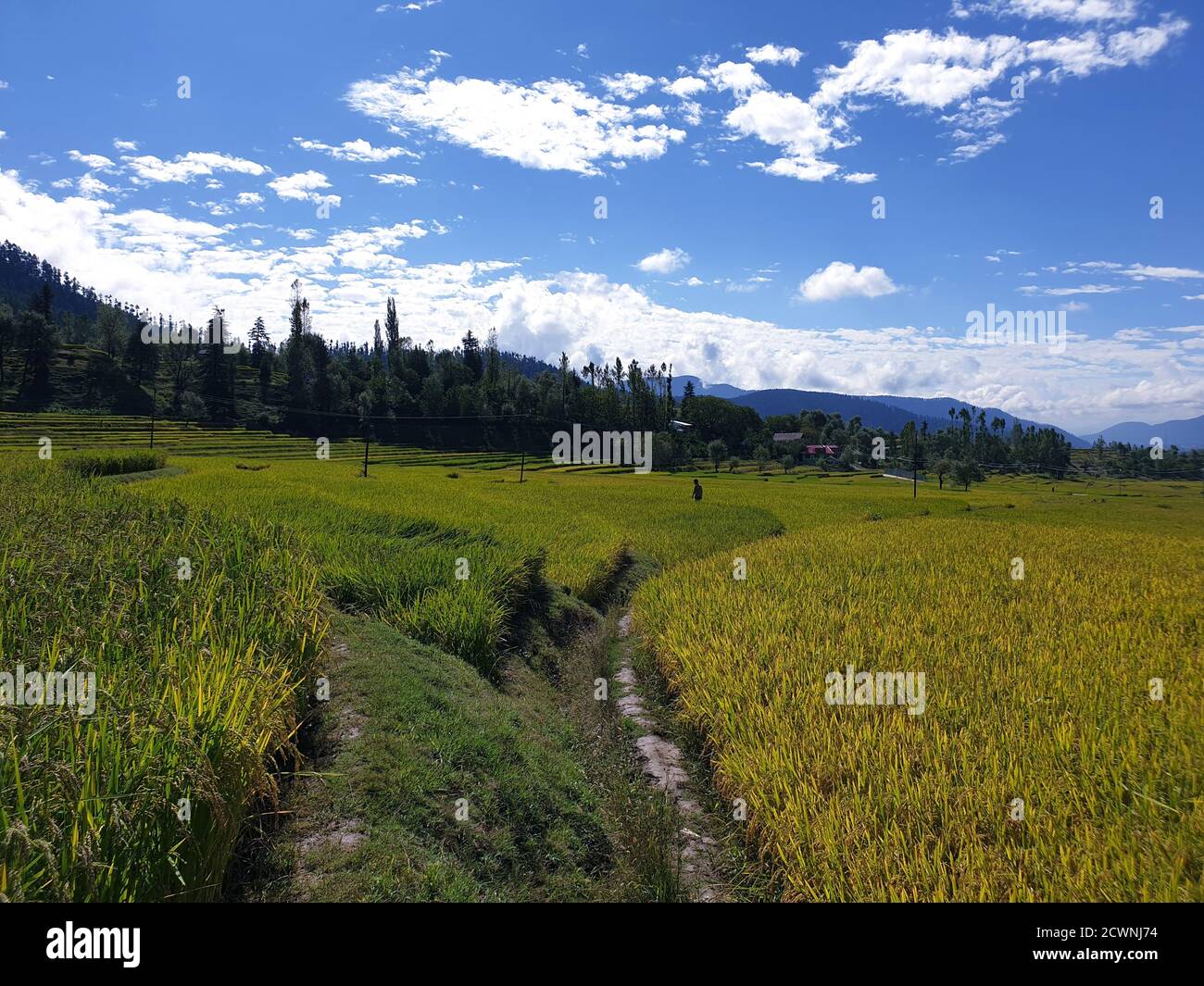 Green vegetable field landscape nature huge beautiful hills and long ...