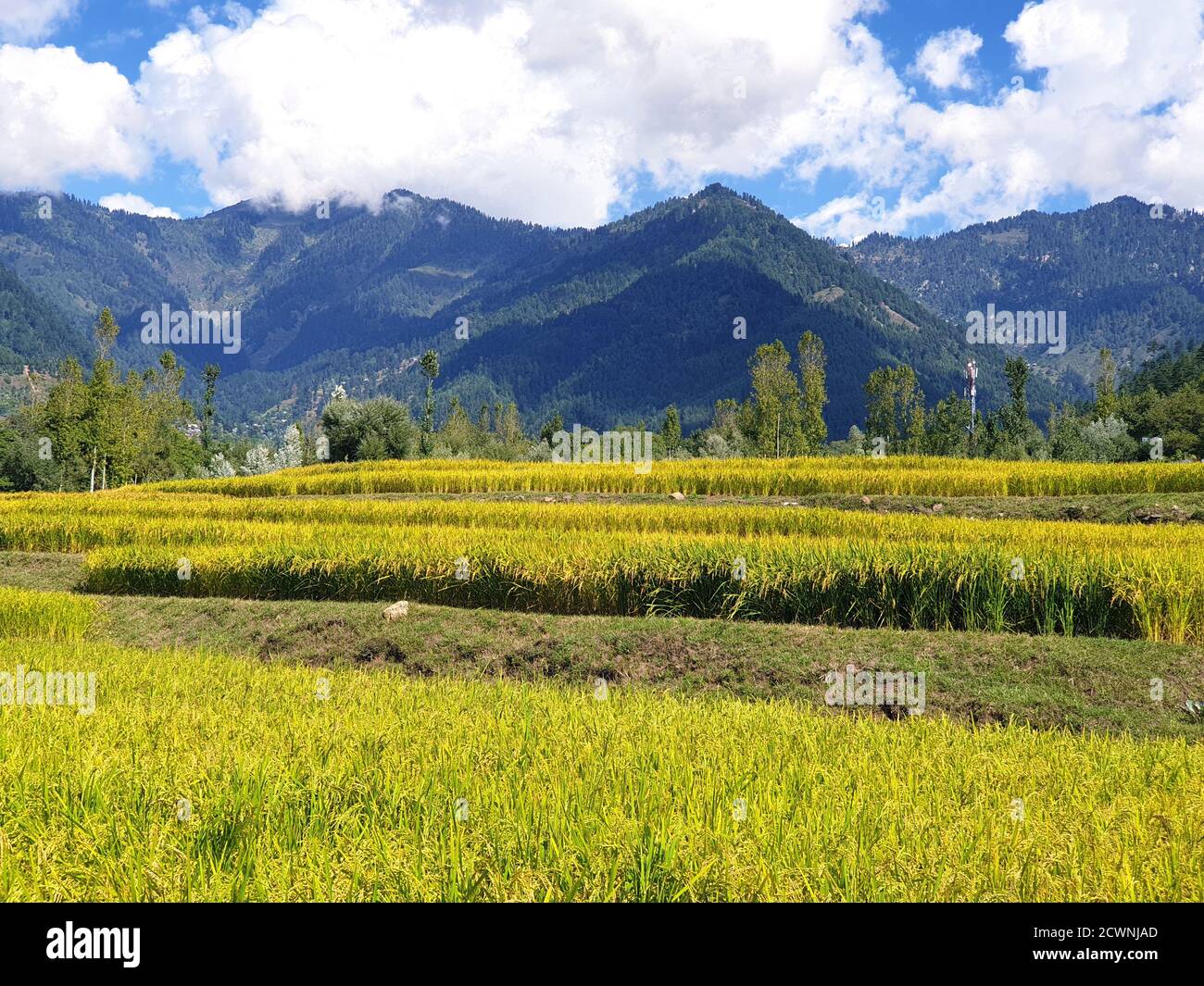Green vegetable field landscape nature huge beautiful hills and long ...