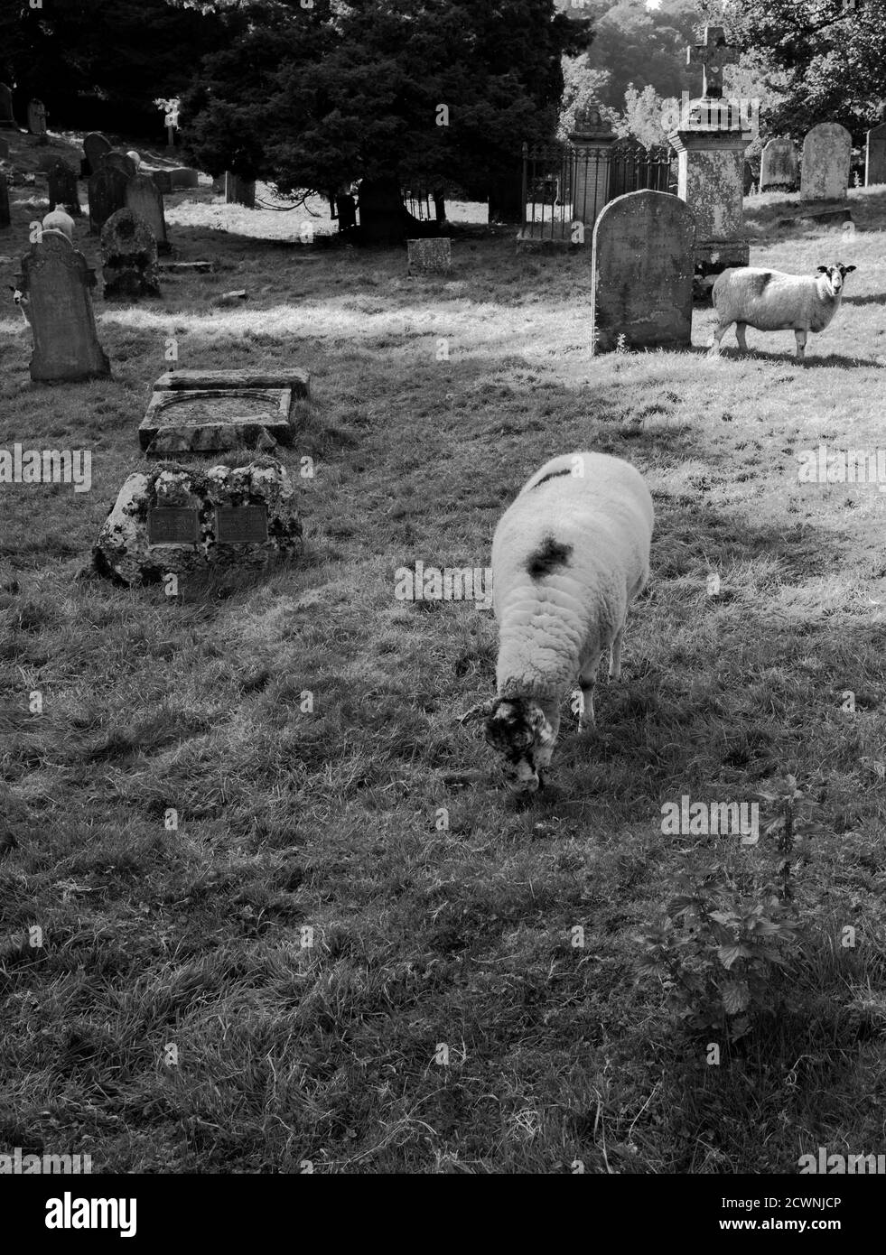 Sheep yard hi-res stock photography and images - Alamy