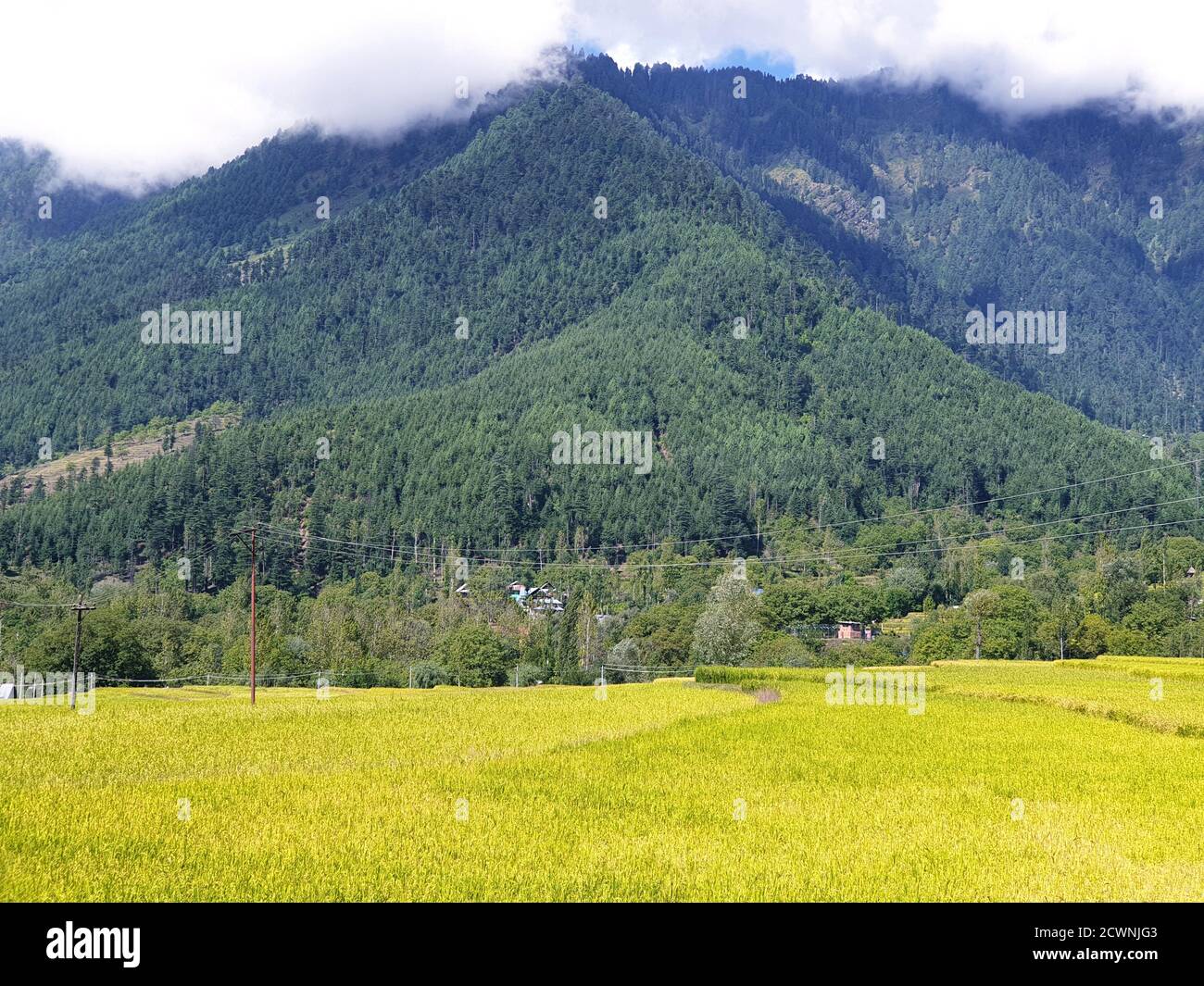 Green vegetable field landscape nature huge beautiful hills and long ...