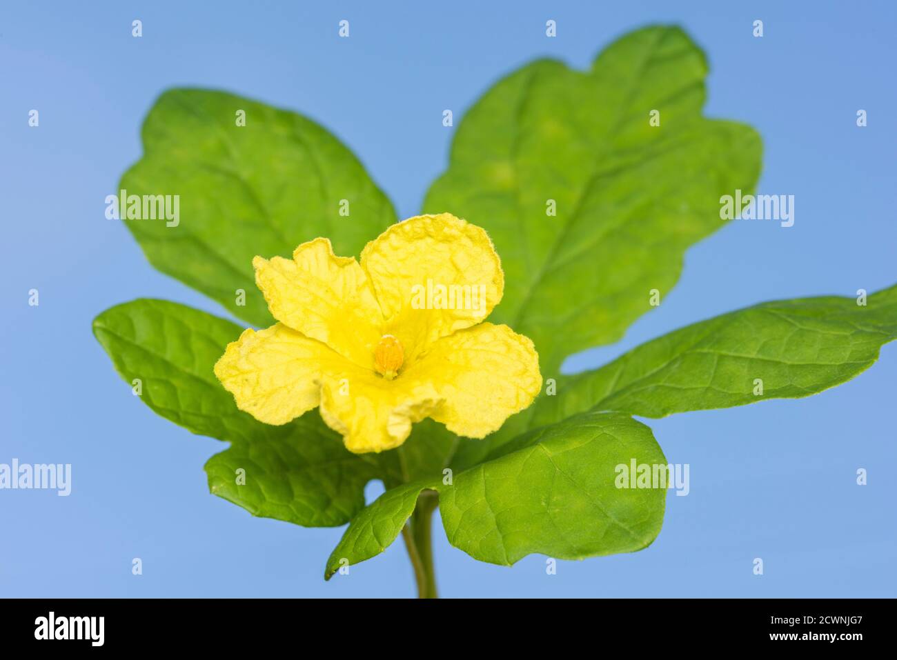 Flower of Momordica charantia, Isehara City, Kanagawa Prefecture, Japan ...