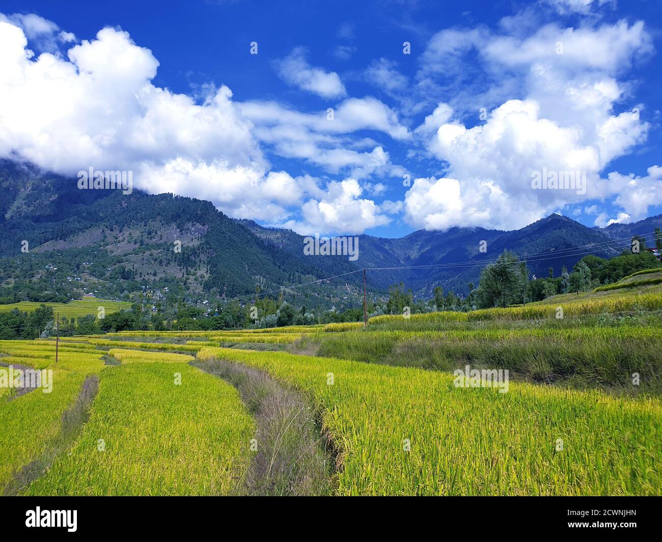 Green vegetable field landscape nature huge beautiful hills and long ...