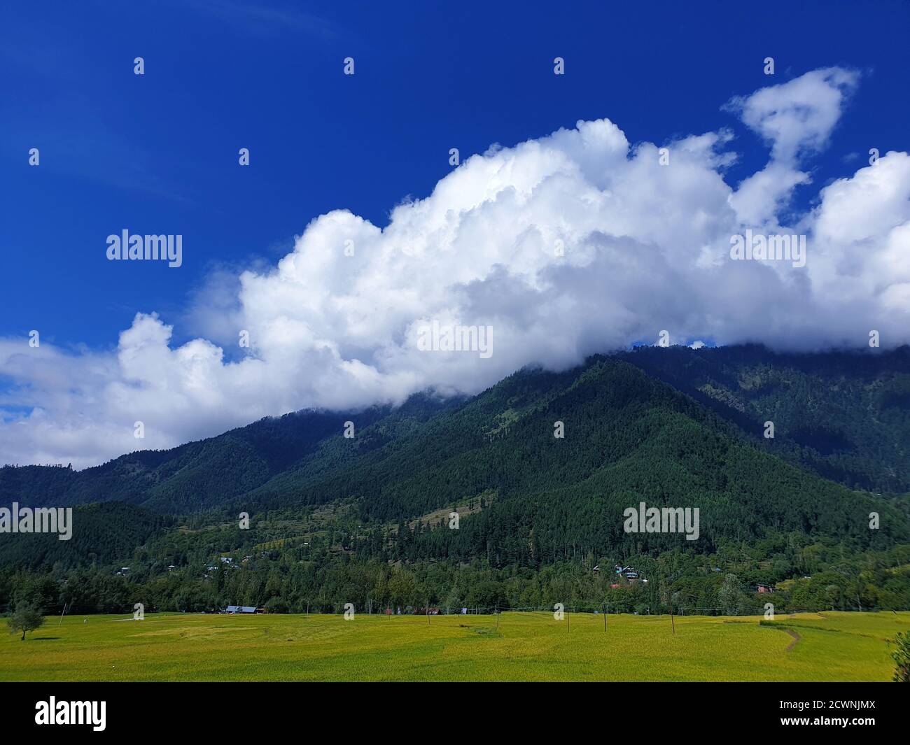 Green vegetable field landscape nature huge beautiful hills and long ...