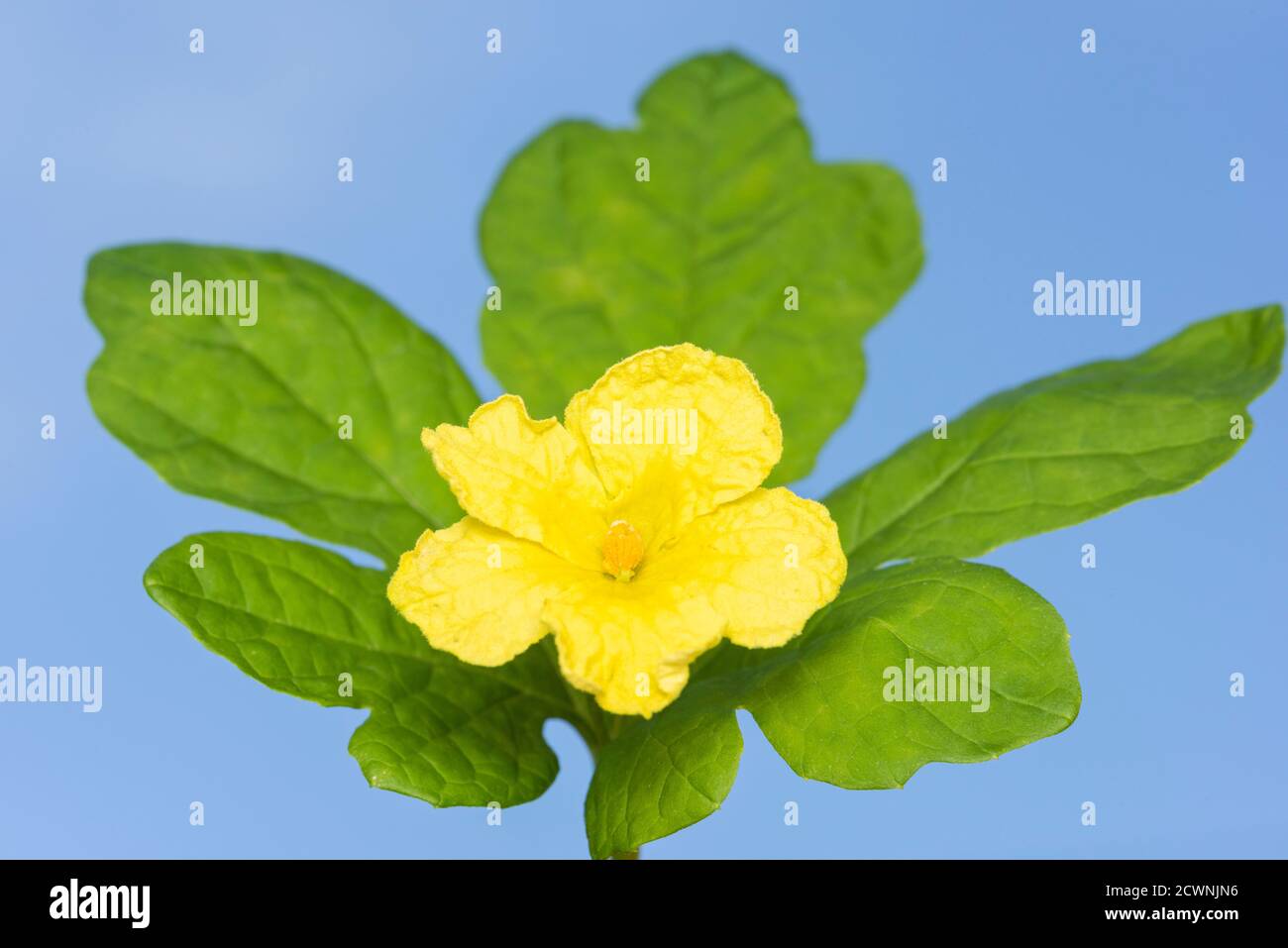 Flower of Momordica charantia, Isehara City, Kanagawa Prefecture, Japan ...