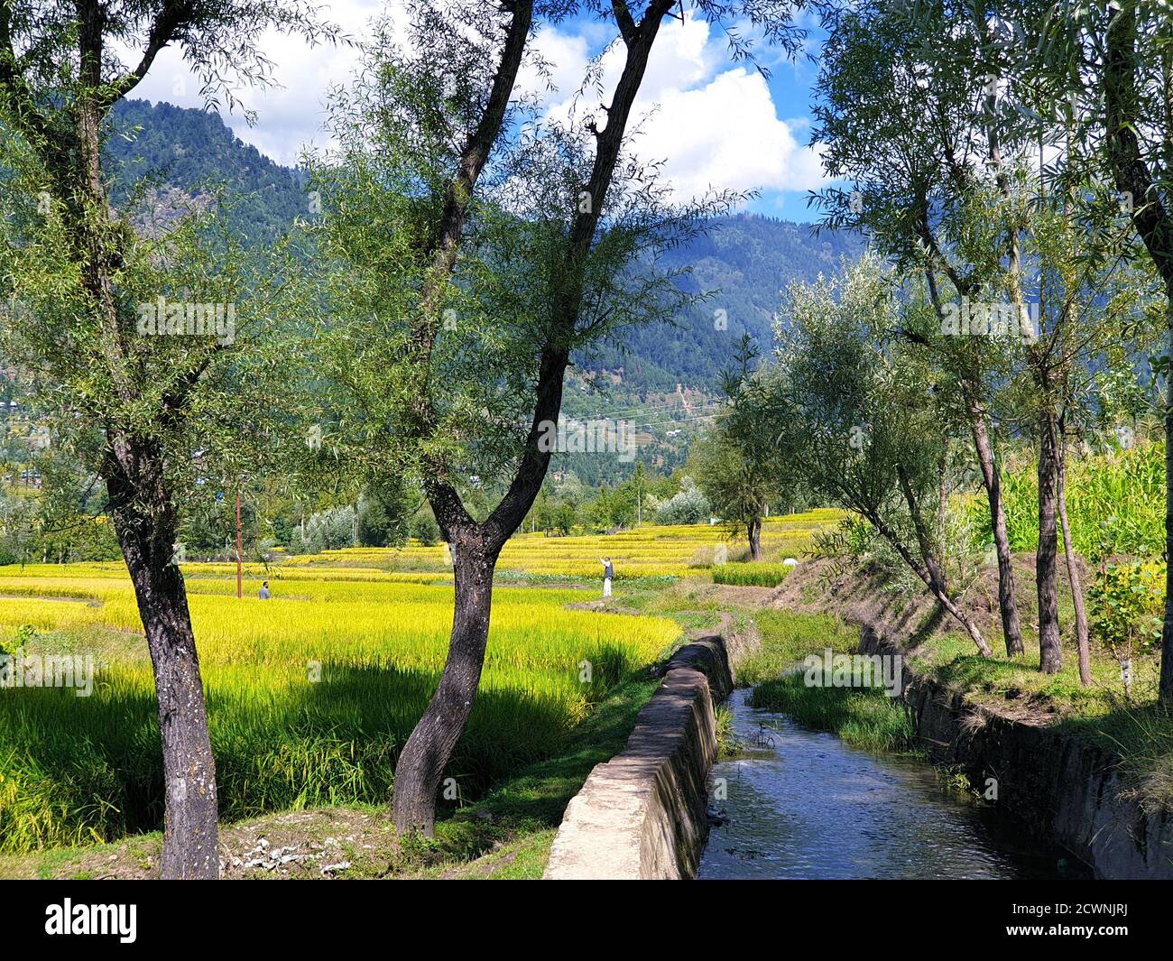 Green vegetable field landscape nature huge beautiful hills and long ...
