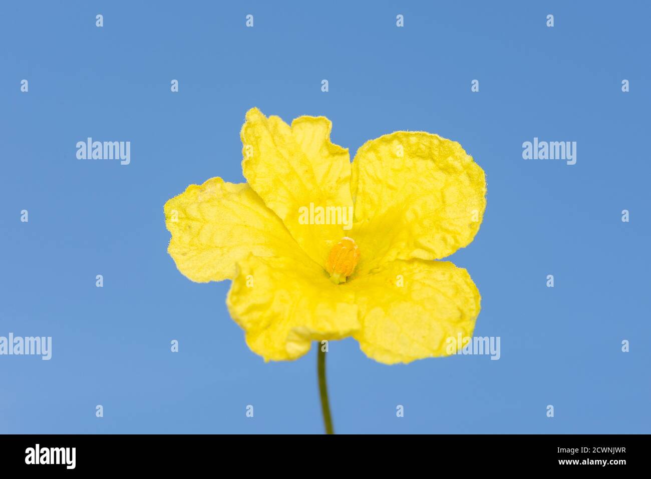 Flower of Momordica charantia, Isehara City, Kanagawa Prefecture, Japan ...