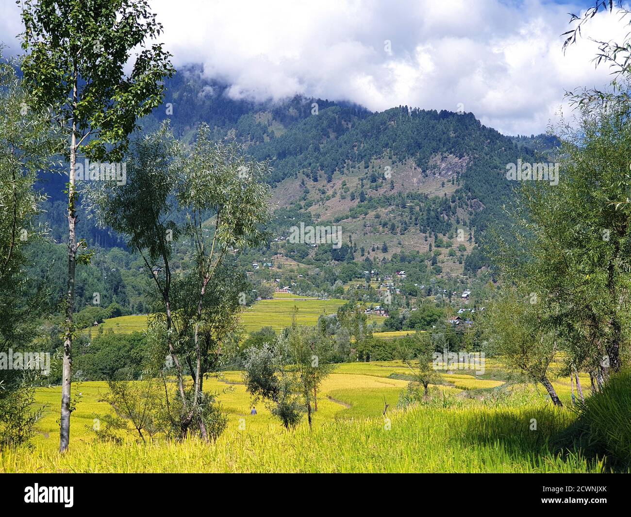 Green vegetable field landscape nature huge beautiful hills and long ...