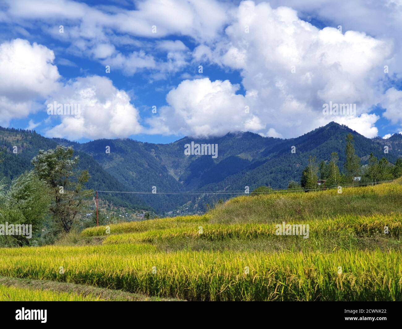 Green vegetable field landscape nature huge beautiful hills and long ...