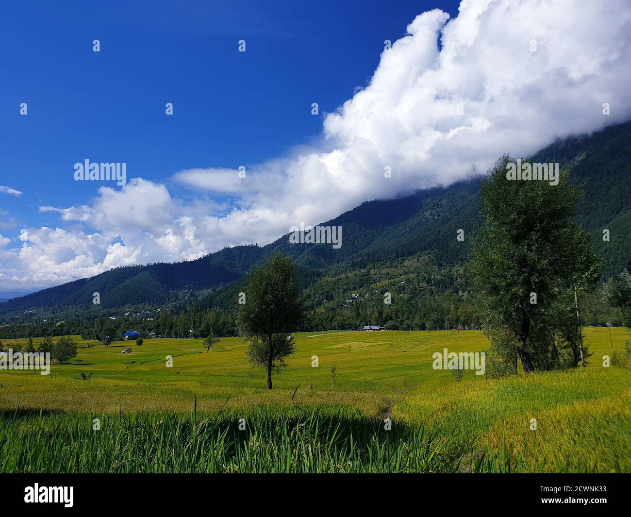 Green vegetable field landscape nature huge beautiful hills and long ...