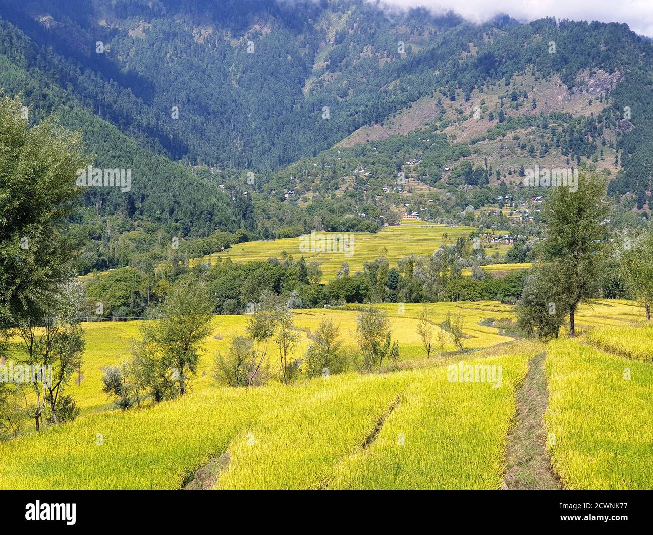 Green vegetable field landscape nature huge beautiful hills and long ...