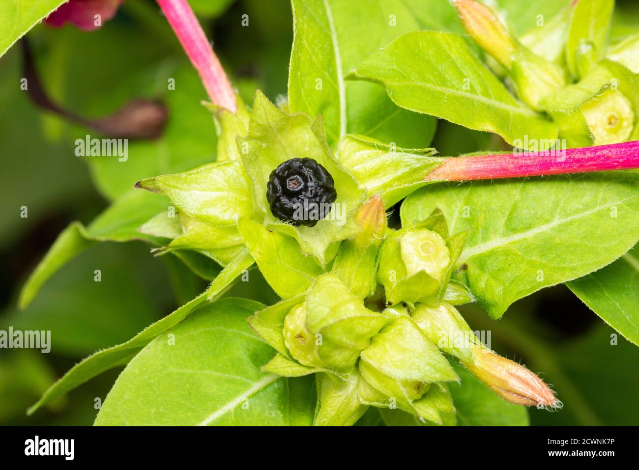 Fruit of four o'clock flower (Mirabilis jalapa), Isehara City, Kanagawa ...