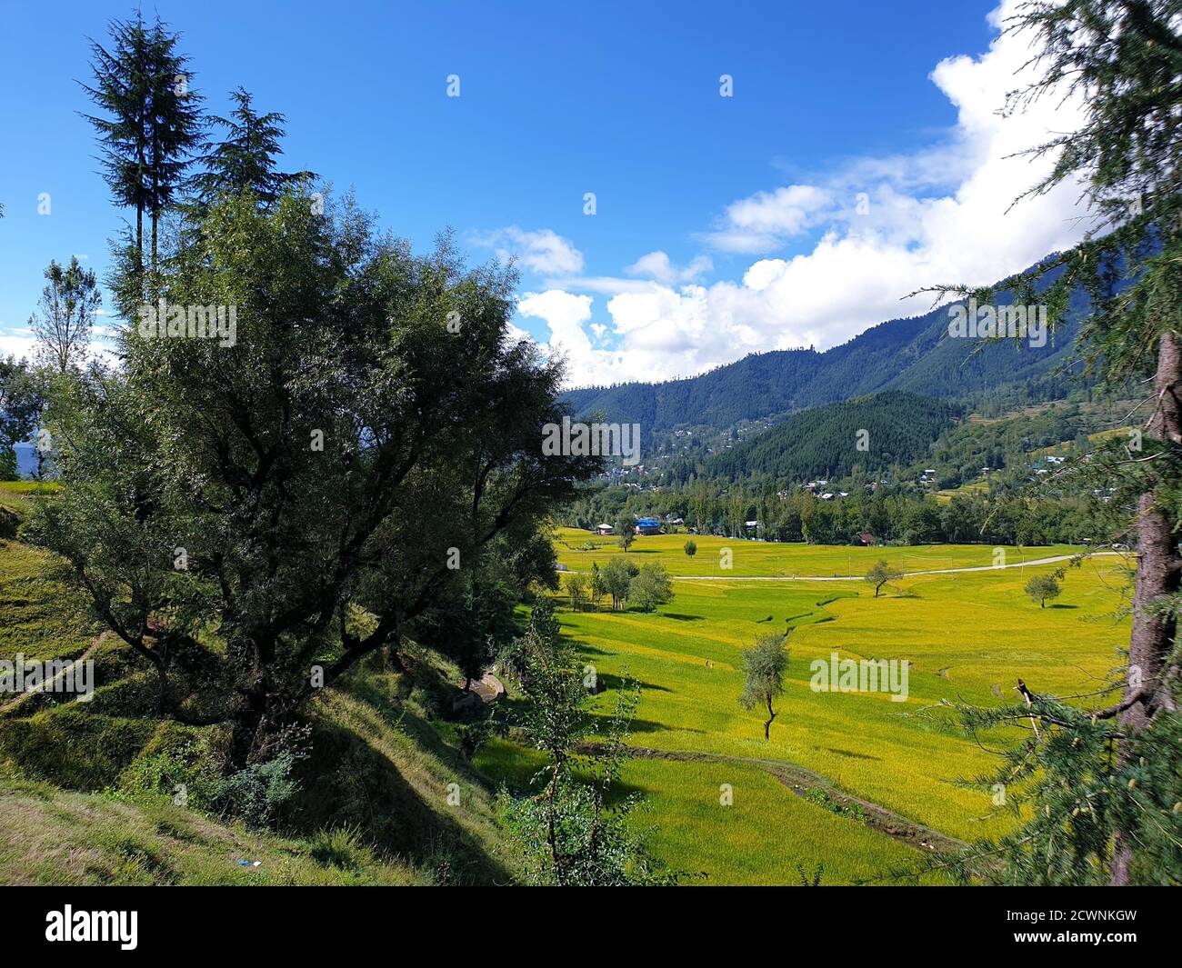 Green vegetable field landscape nature huge beautiful hills and long ...