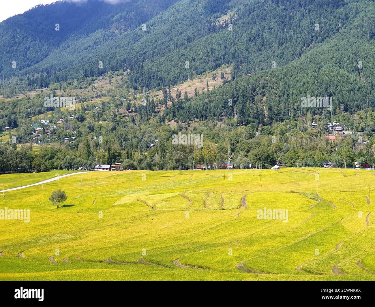 Green vegetable field landscape nature huge beautiful hills and long ...