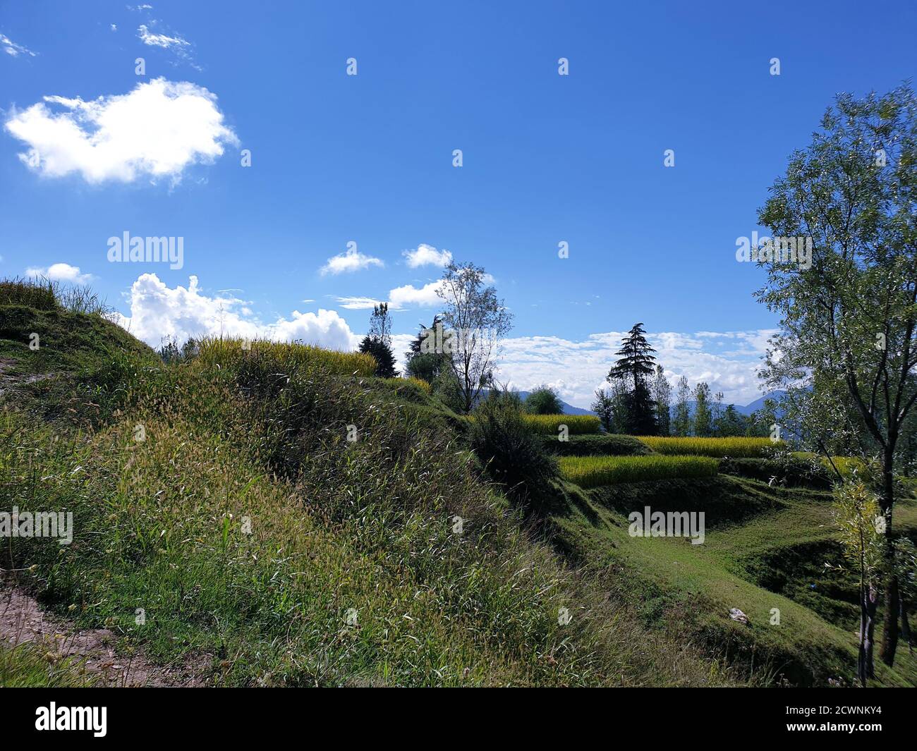 Green vegetable field landscape nature huge beautiful hills and long ...