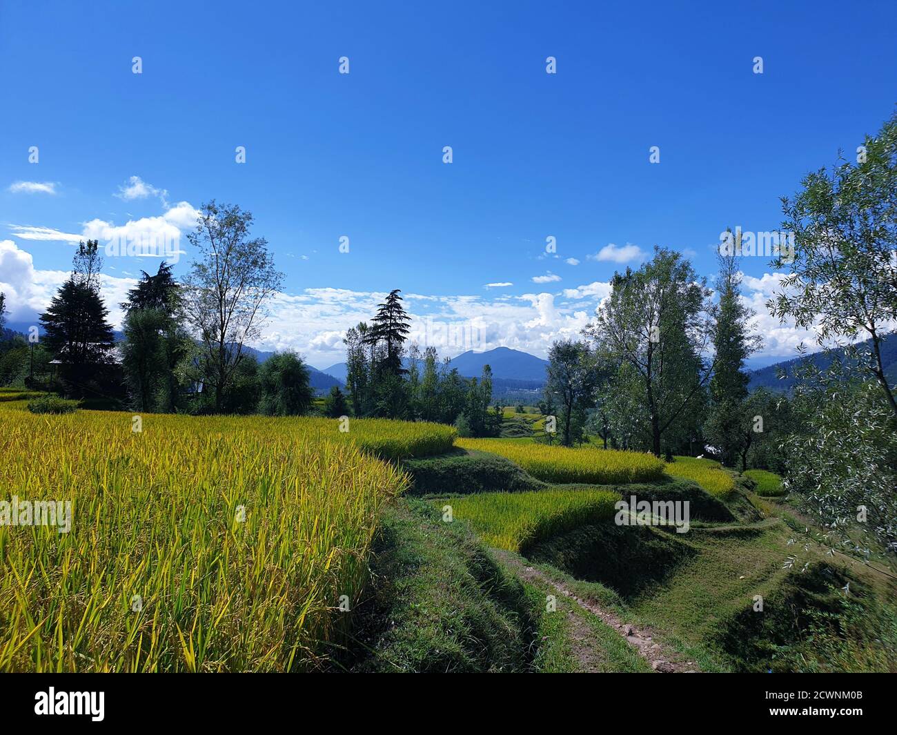 Green vegetable field landscape nature huge beautiful hills and long ...