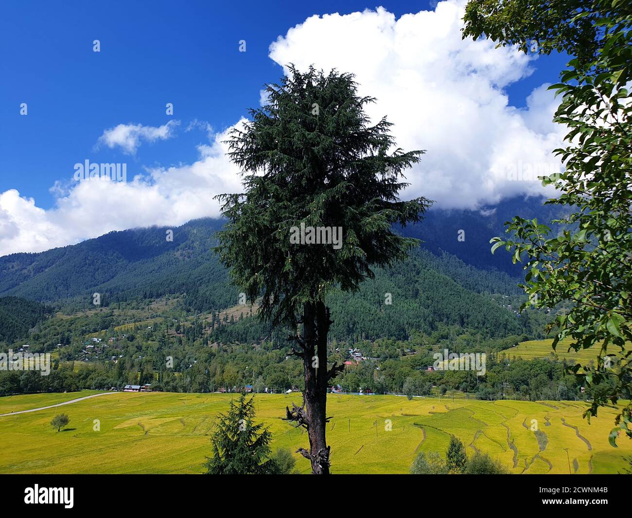 Green vegetable field landscape nature huge beautiful hills and long ...