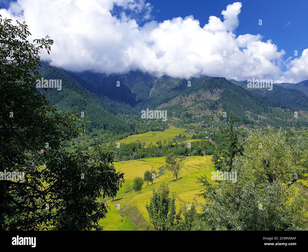 Green vegetable field landscape nature huge beautiful hills and long ...