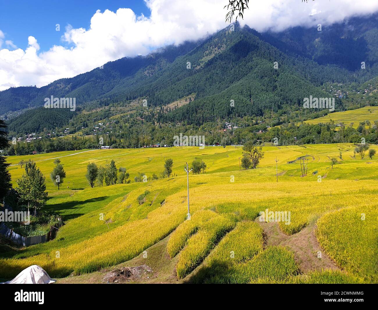 Green vegetable field landscape nature huge beautiful hills and long ...