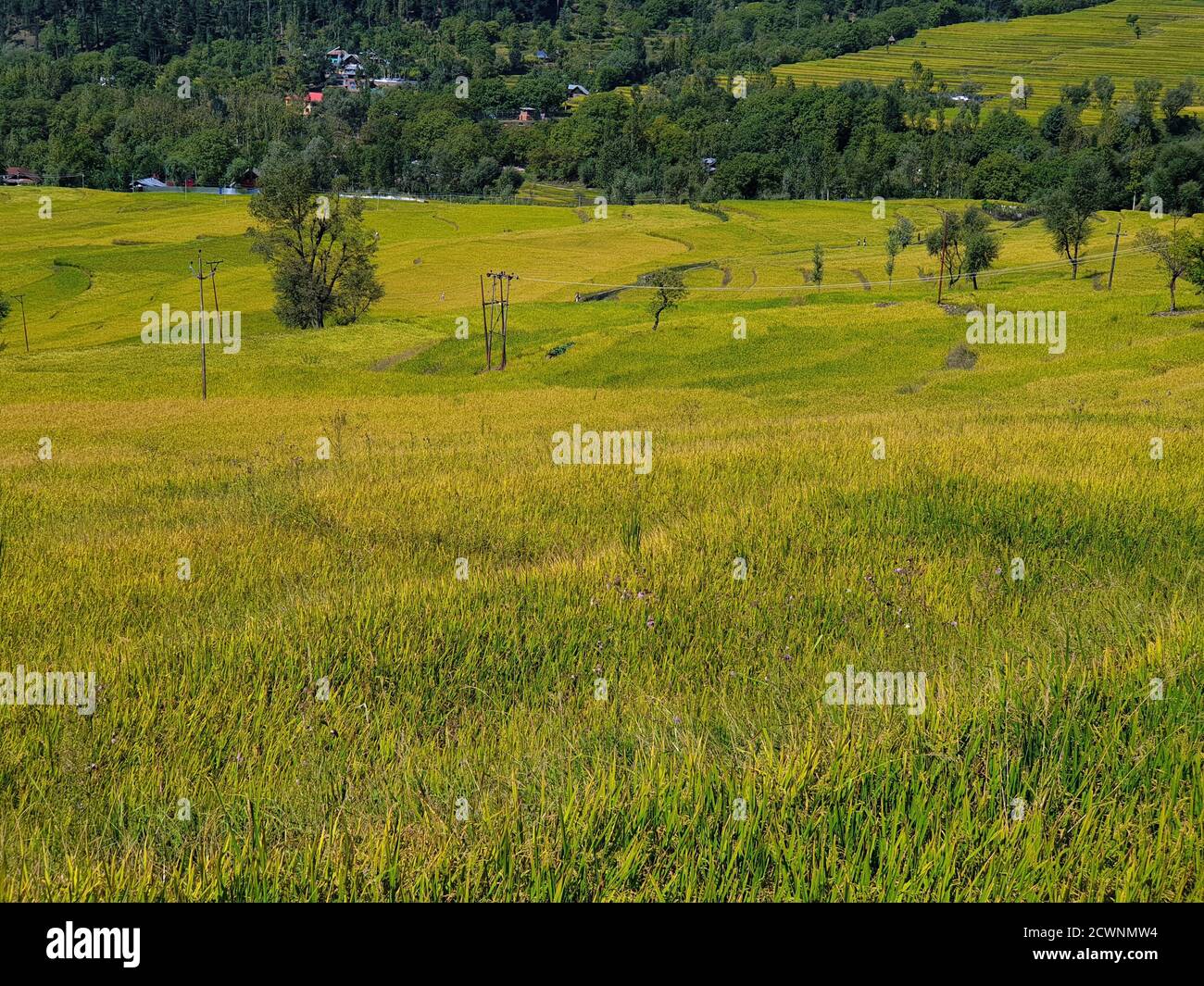 Green vegetable field landscape nature huge beautiful hills and long ...