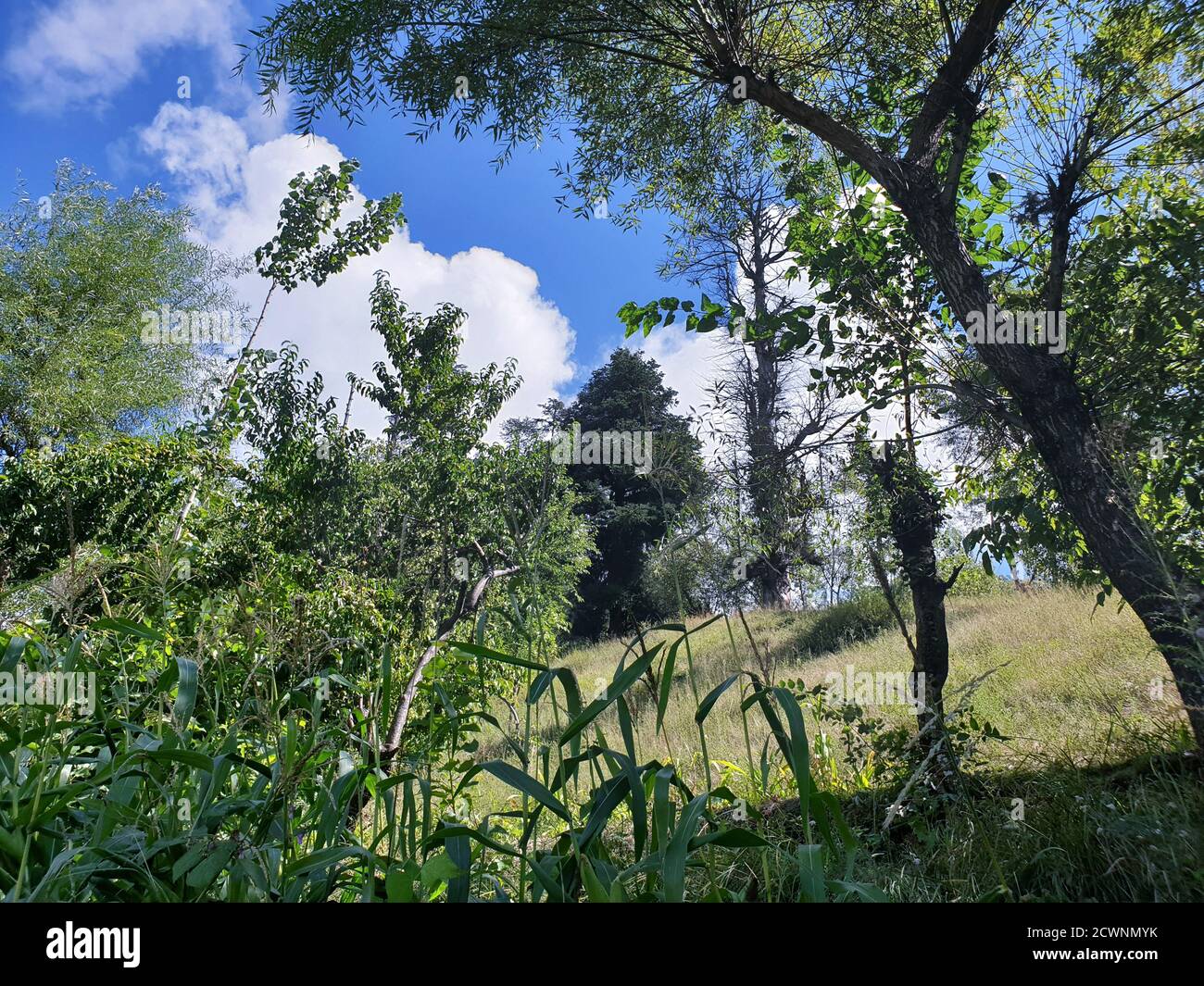 Green vegetable field landscape nature huge beautiful hills and long ...