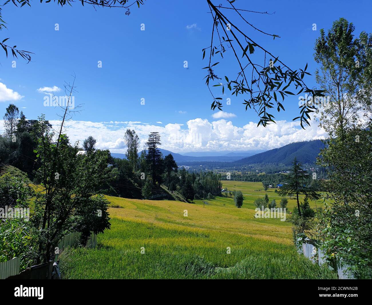 Green vegetable field landscape nature huge beautiful hills and long ...