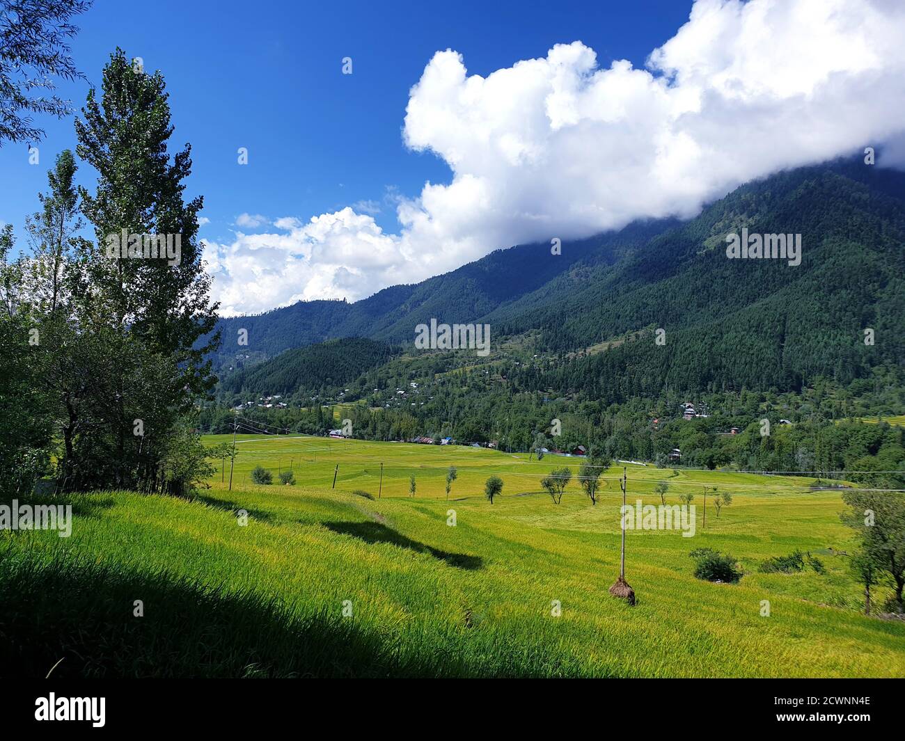 Green vegetable field landscape nature huge beautiful hills and long ...