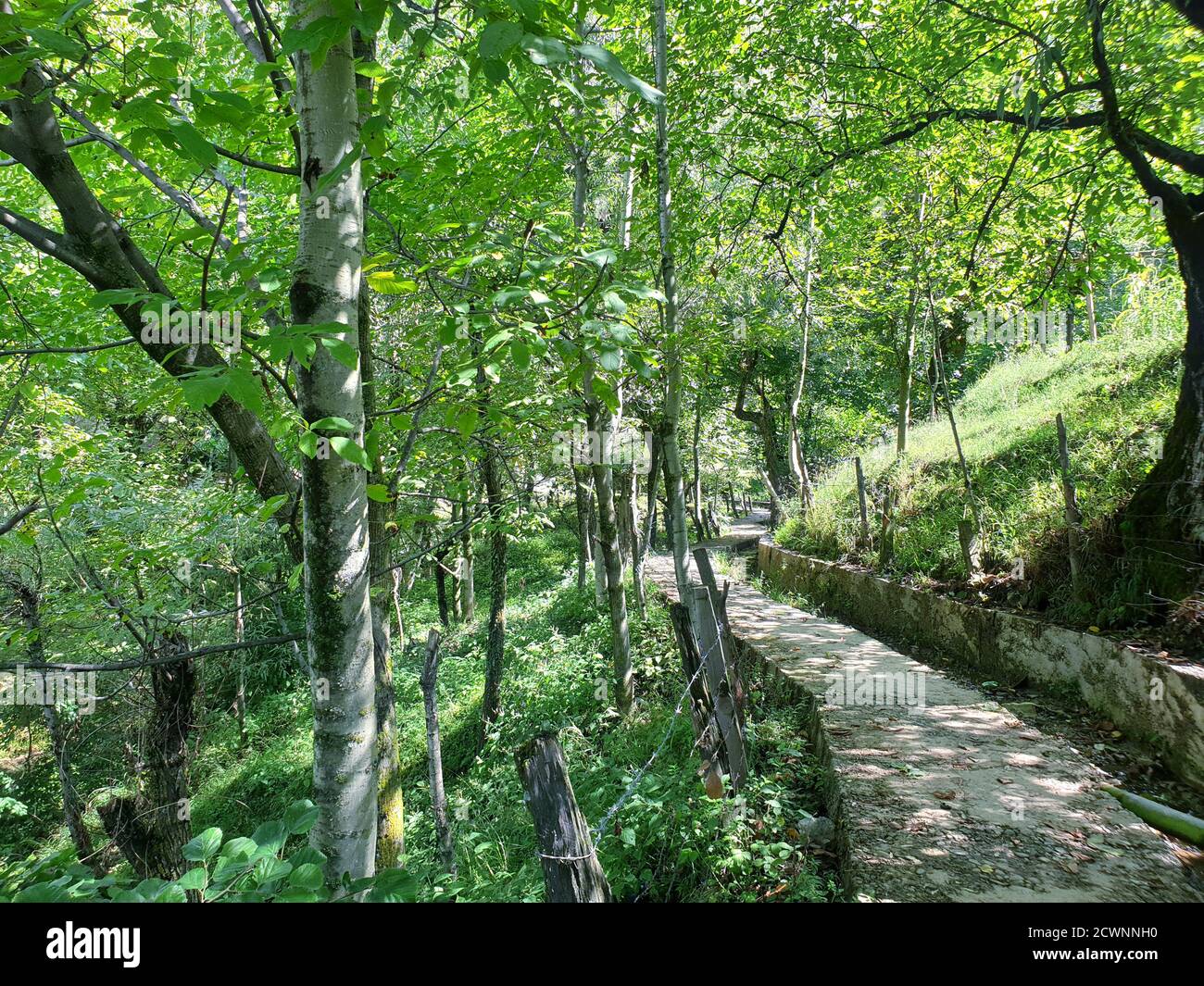 Green vegetable field landscape nature huge beautiful hills and long ...