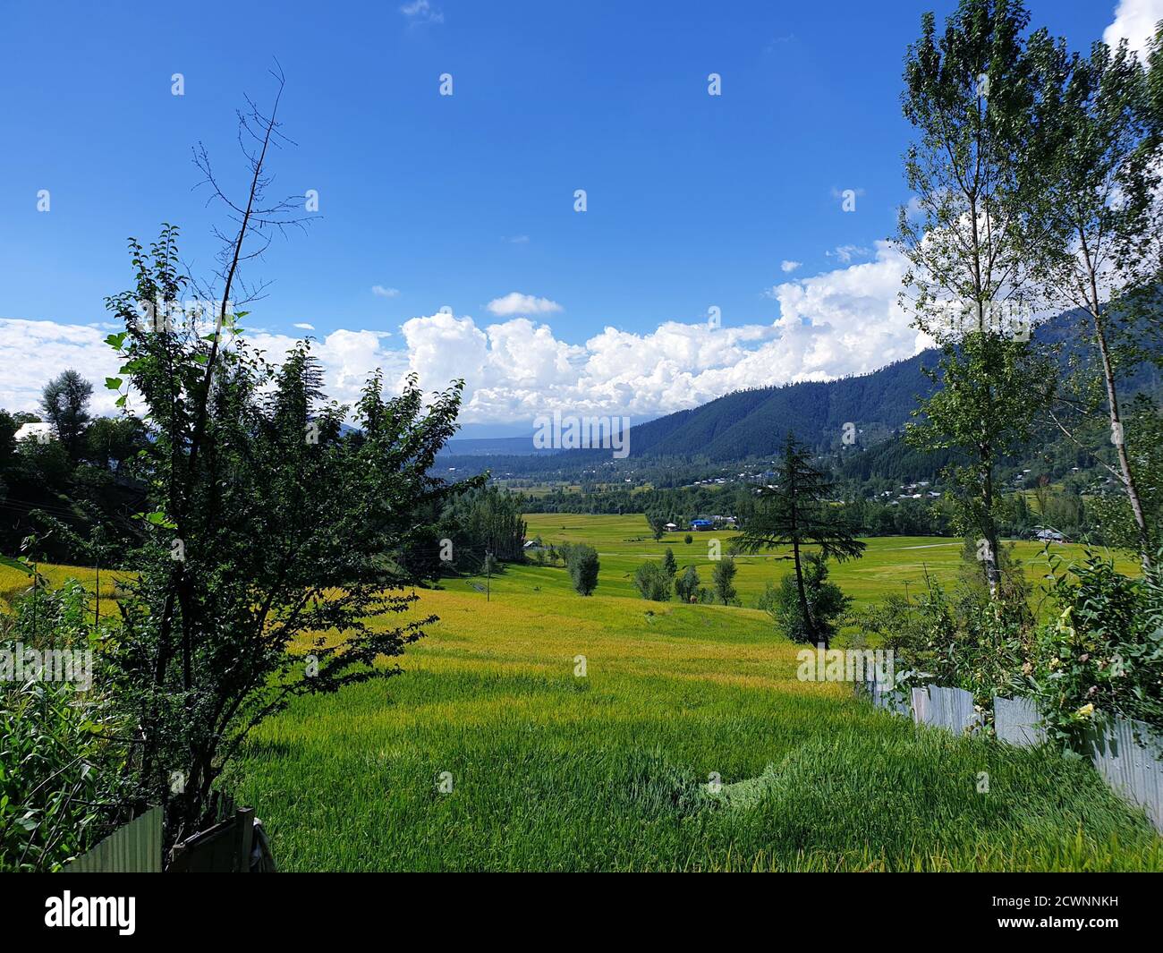 Green vegetable field landscape nature huge beautiful hills and long ...