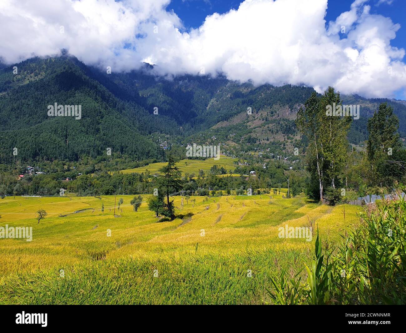 Green vegetable field landscape nature huge beautiful hills and long ...
