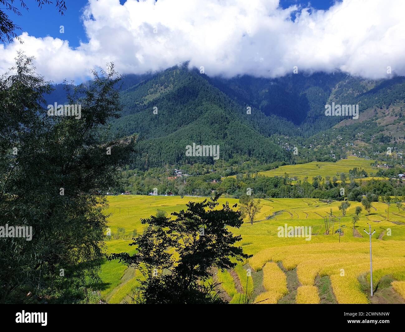Green vegetable field landscape nature huge beautiful hills and long ...