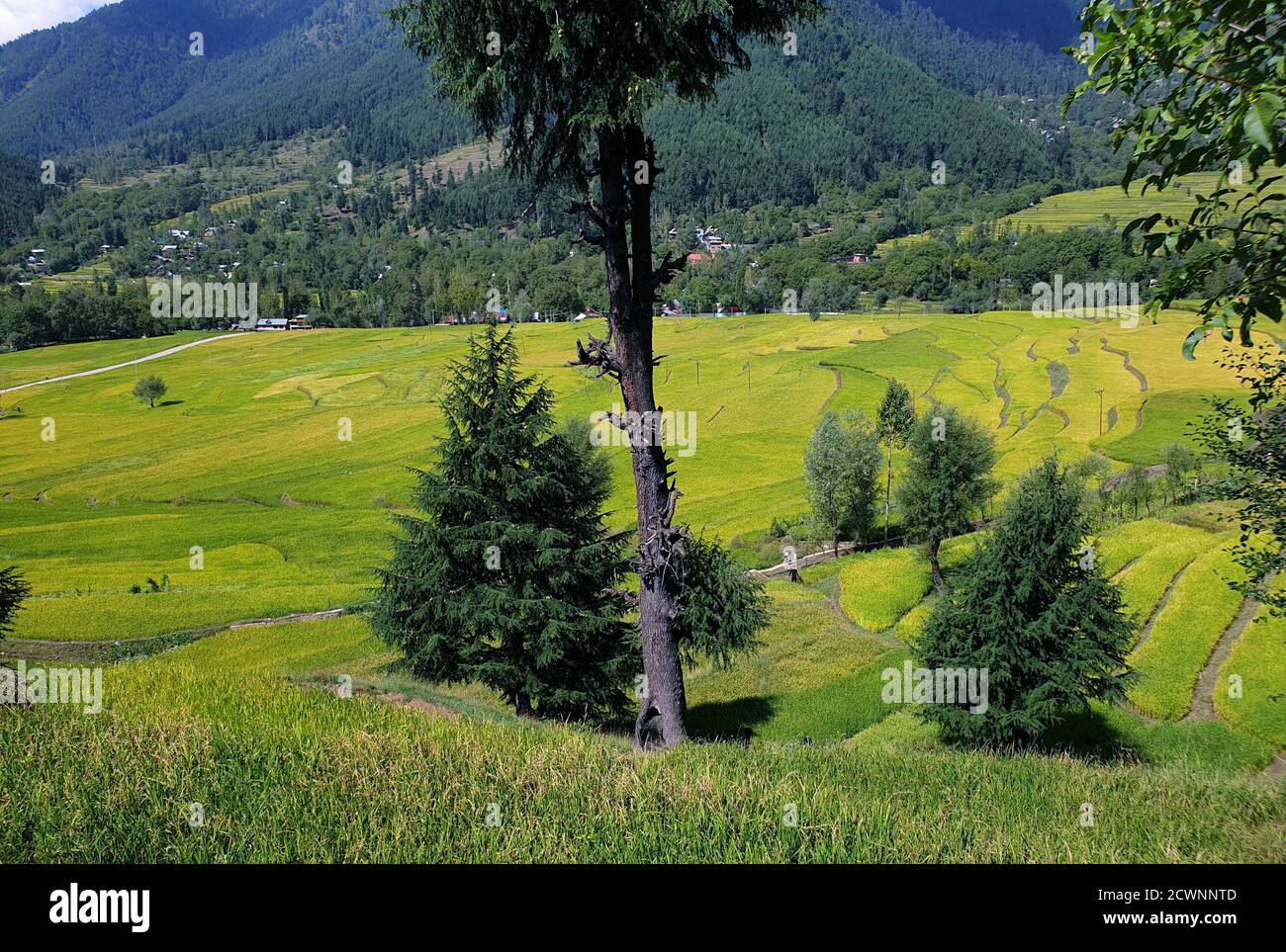 Green vegetable field landscape nature huge beautiful hills and long ...