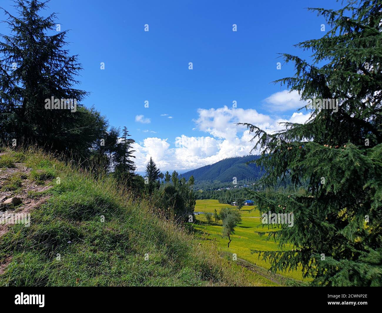 Green vegetable field landscape nature huge beautiful hills and long ...