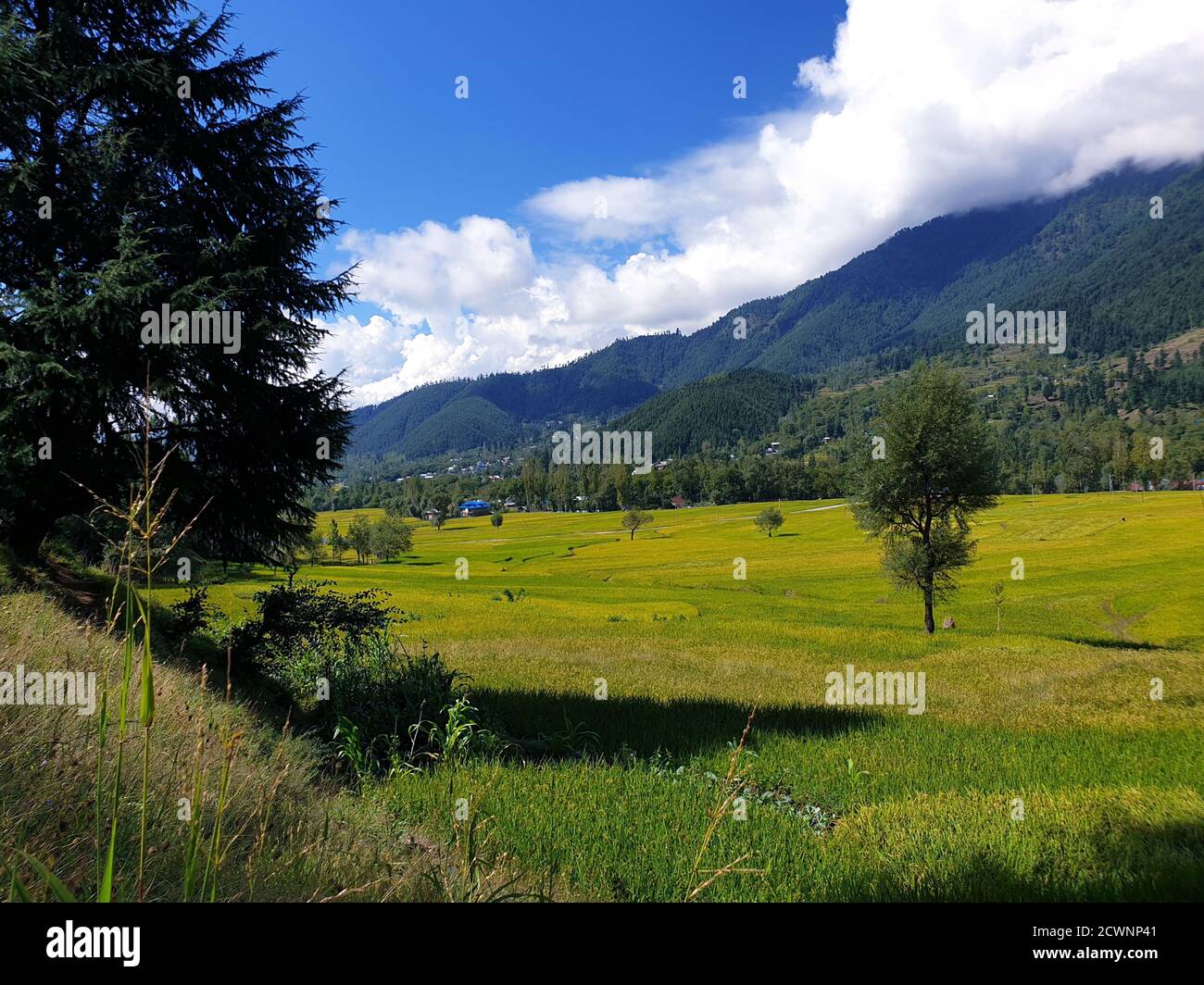 Green vegetable field landscape nature huge beautiful hills and long ...