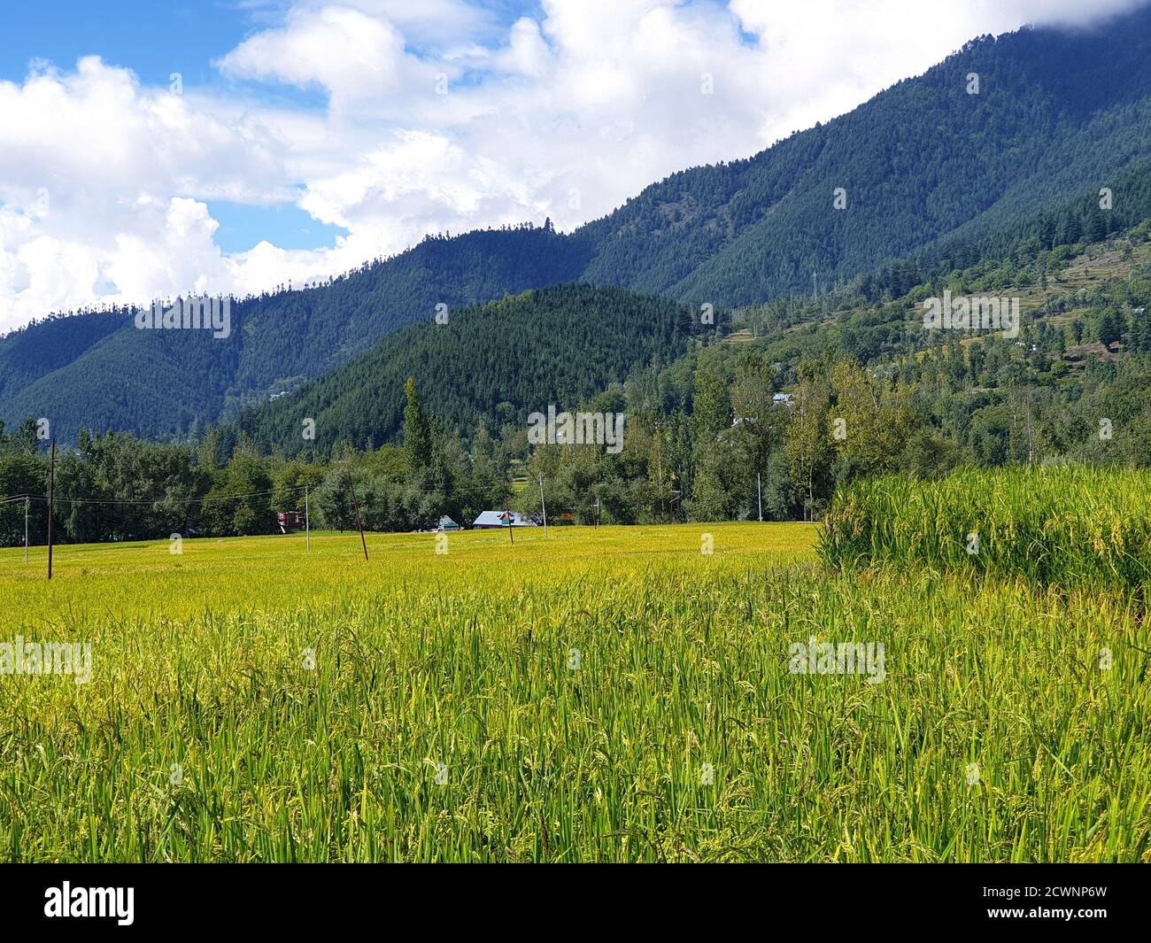 Green vegetable field landscape nature huge beautiful hills and long ...