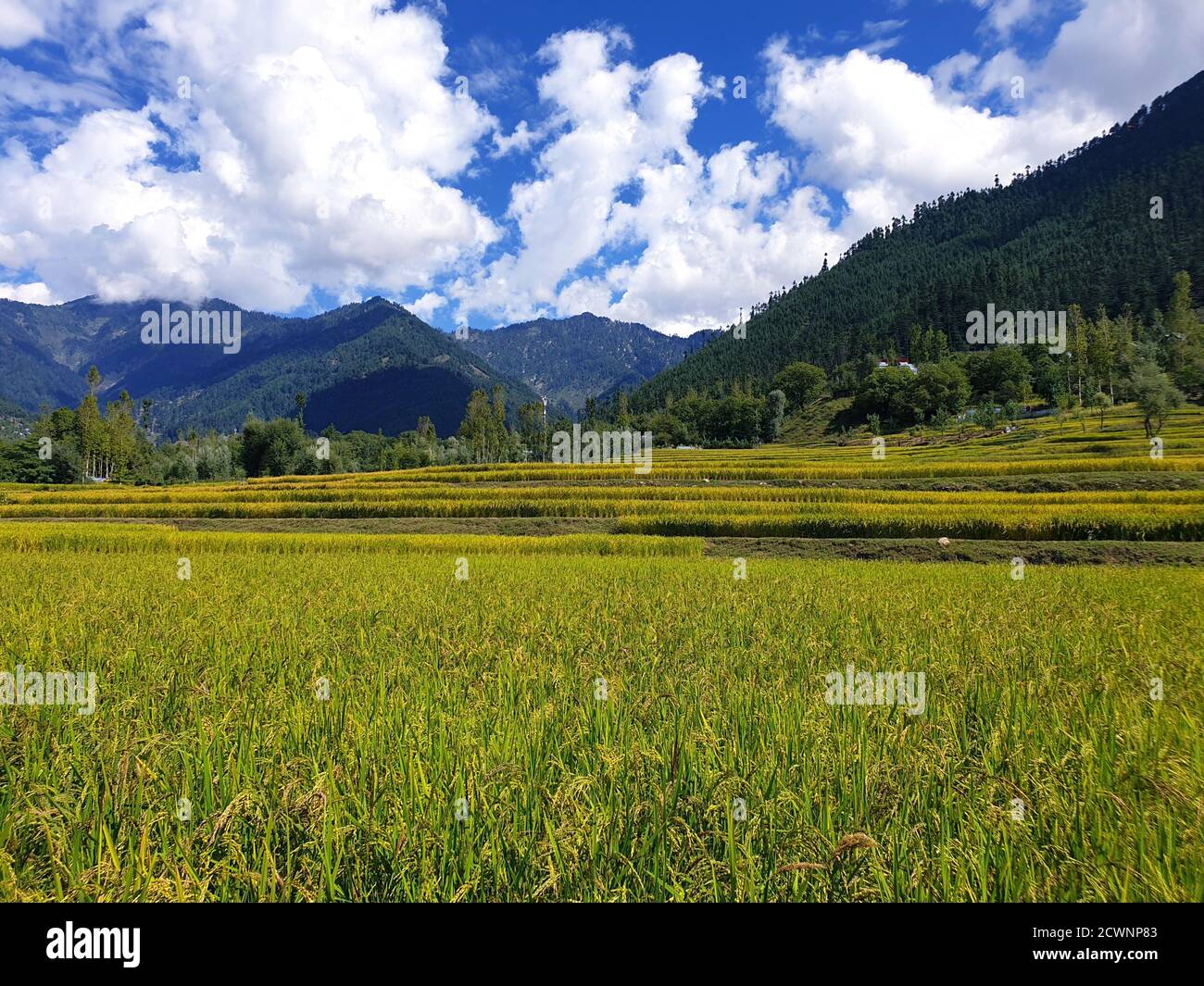 Green vegetable field landscape nature huge beautiful hills and long ...