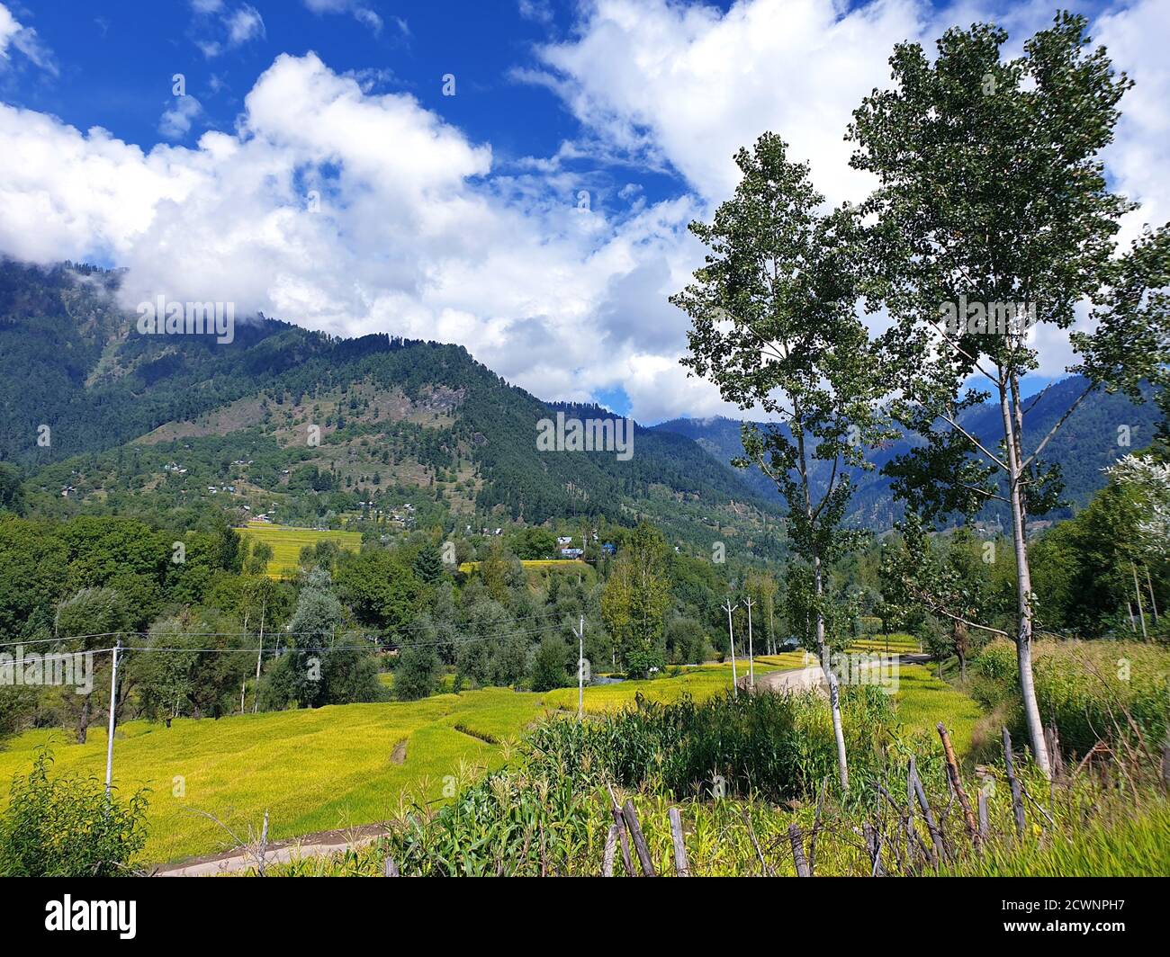 Green vegetable field landscape nature huge beautiful hills and long ...