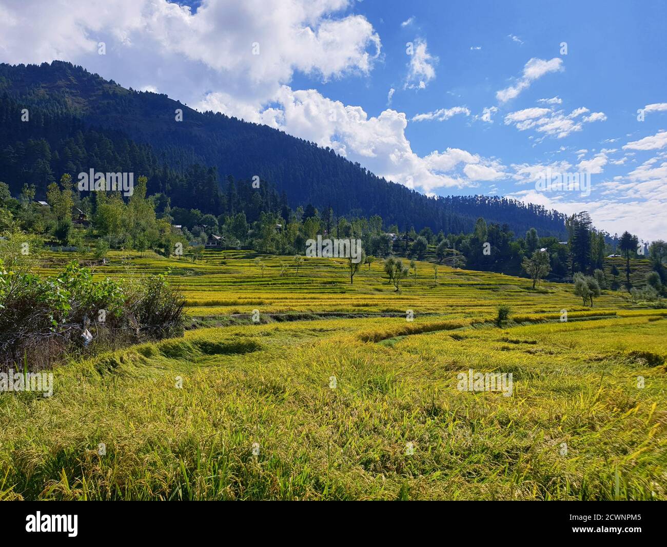Green vegetable field landscape nature huge beautiful hills and long ...