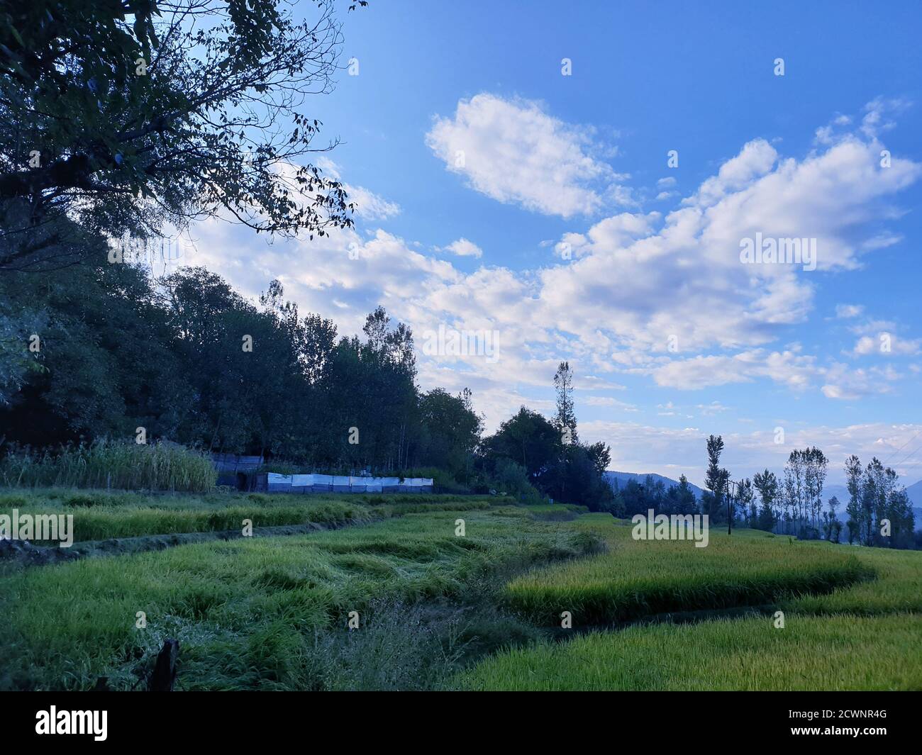 Green vegetable field landscape nature huge beautiful hills and long ...