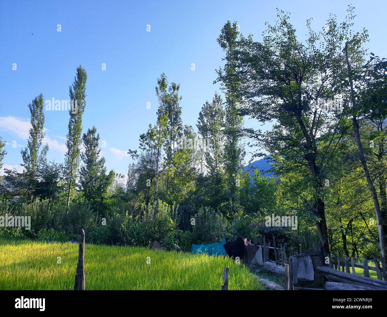 Green vegetable field landscape nature huge beautiful hills and long ...